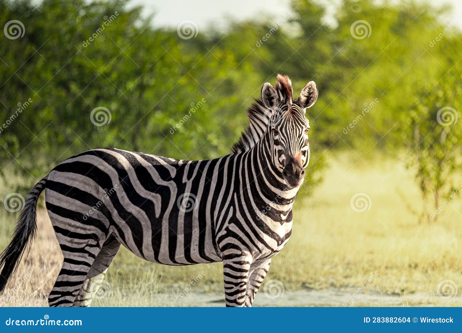 Beautiful Zebra Standing in an Open Grassy Field with Trees in the ...