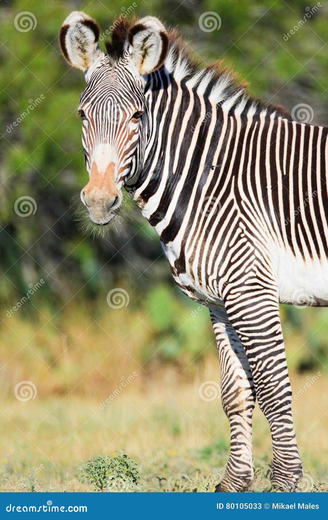 Beautiful Zebra Isolated On White Background. With Clipping Paths Stock ...