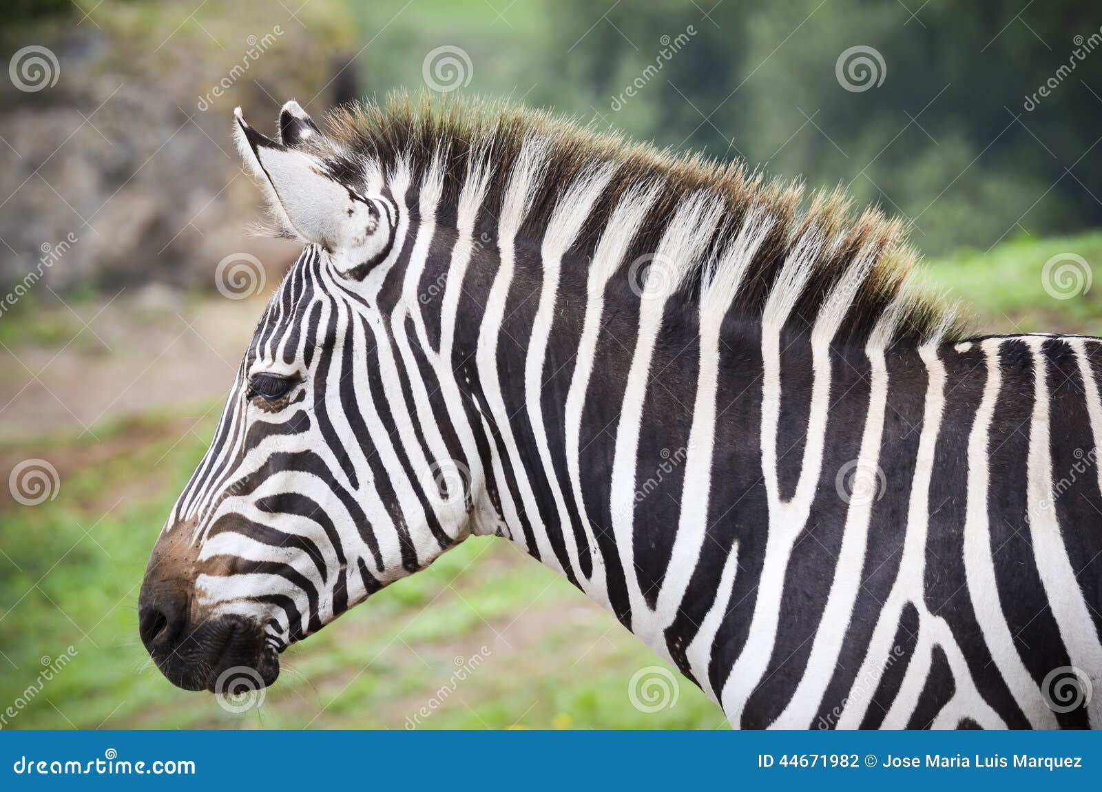 Beautiful zebra stock photo. Image of nature, africa - 44671982