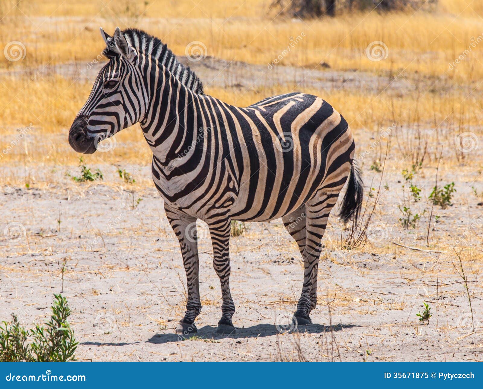Beautiful zebra stock image. Image of plain, kenya, strip - 35671875