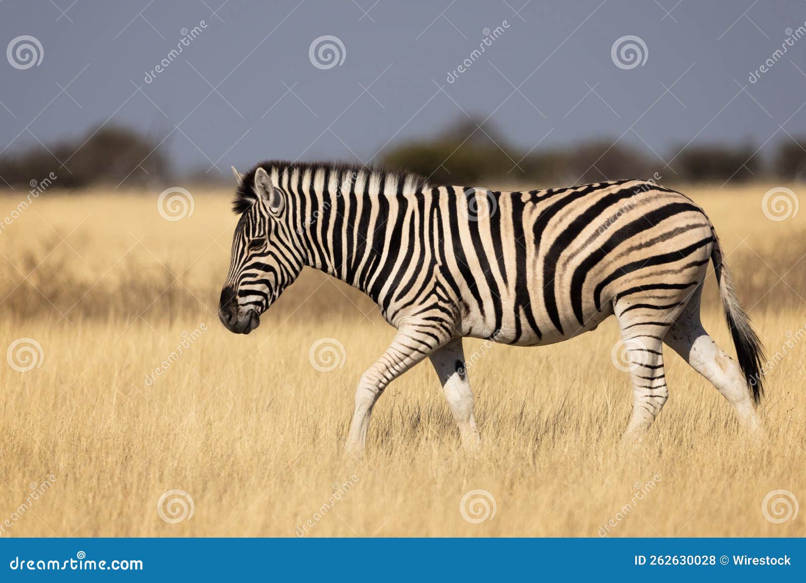 Beautiful Zebra Walking on the Safari Stock Photo - Image of nature ...
