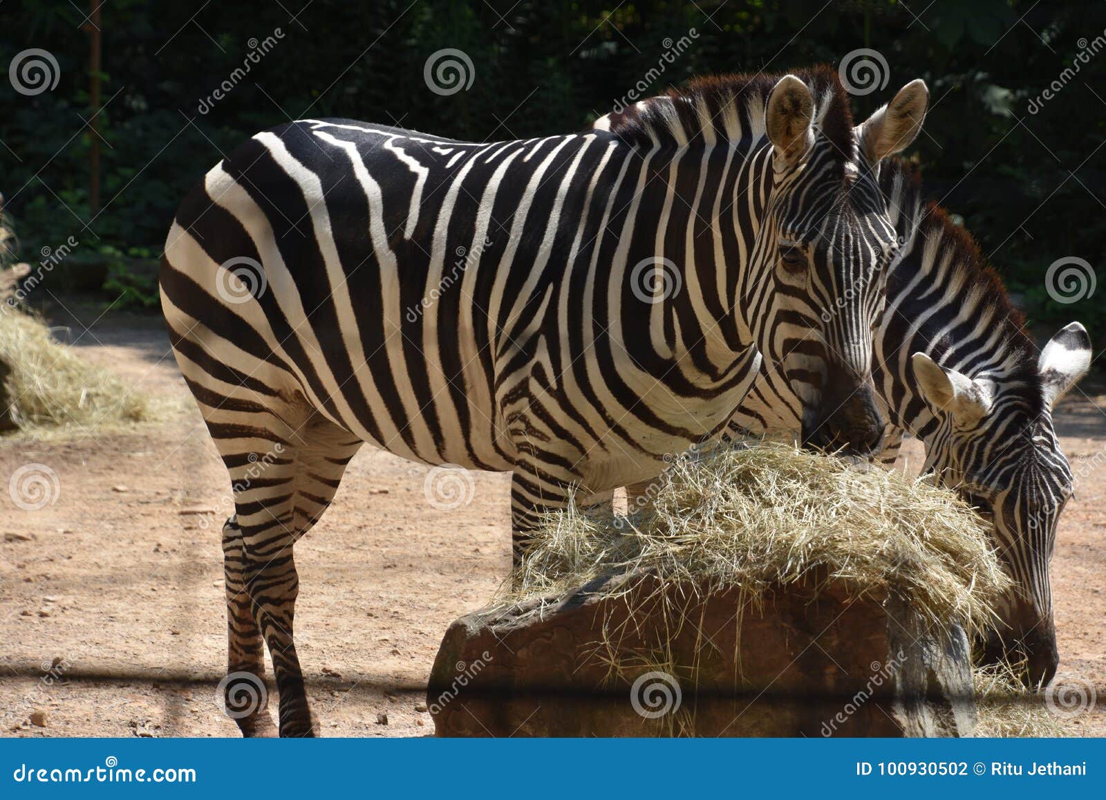 Beautiful Zebra stock photo. Image of desert, grevyi - 100930502