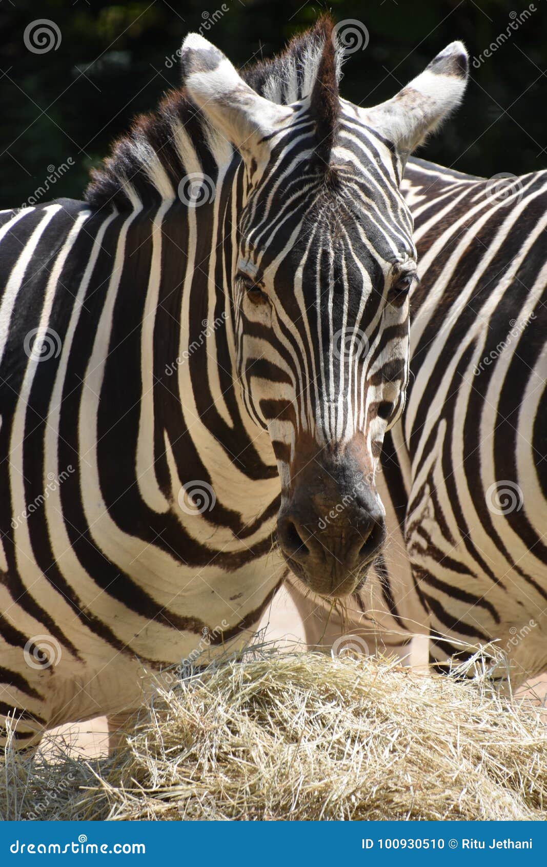 Beautiful Zebra stock photo. Image of horses, ethiopia - 100930510