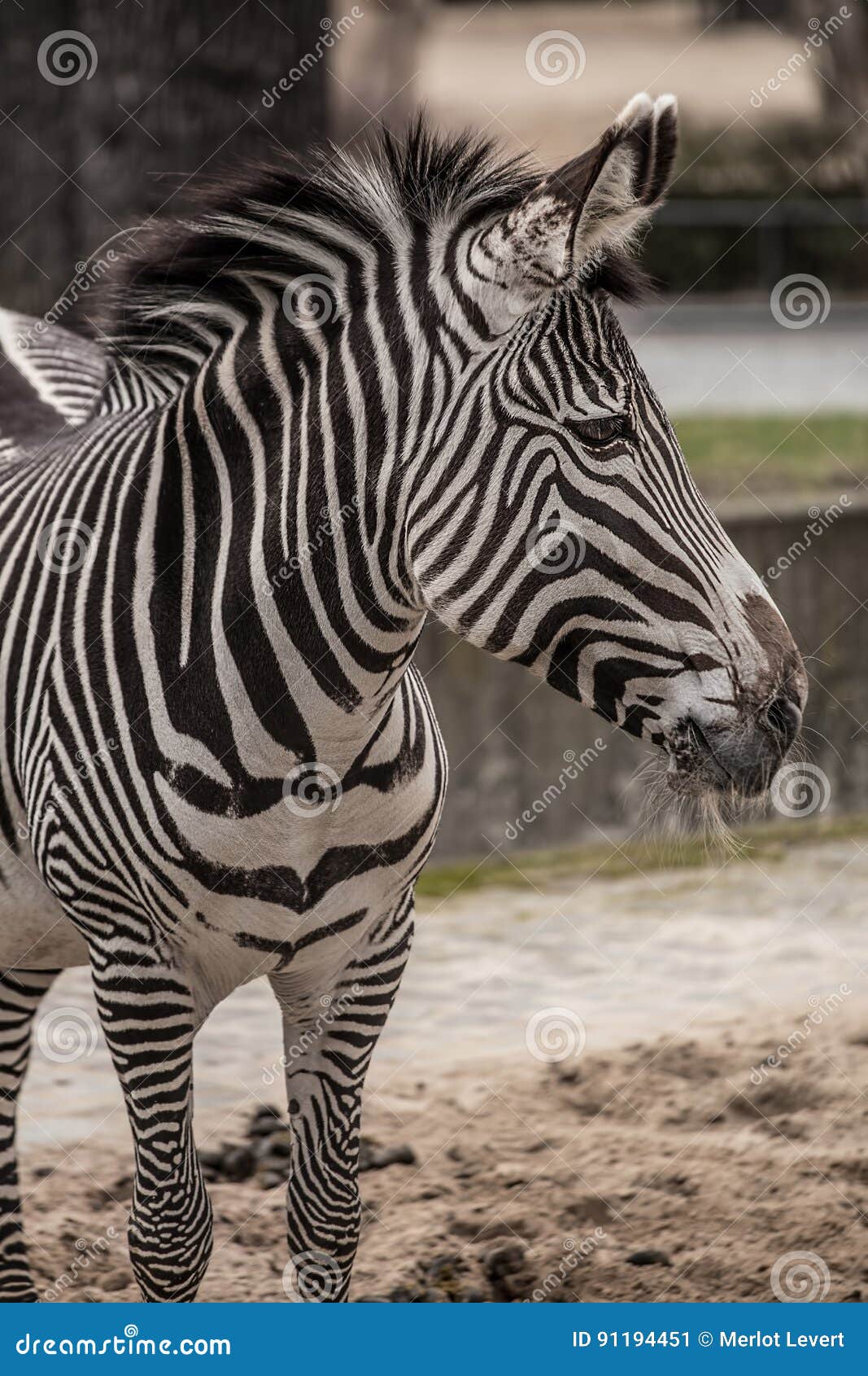 Beautiful Zebra at Zoo in Berlin Stock Image - Image of germany, berlin ...
