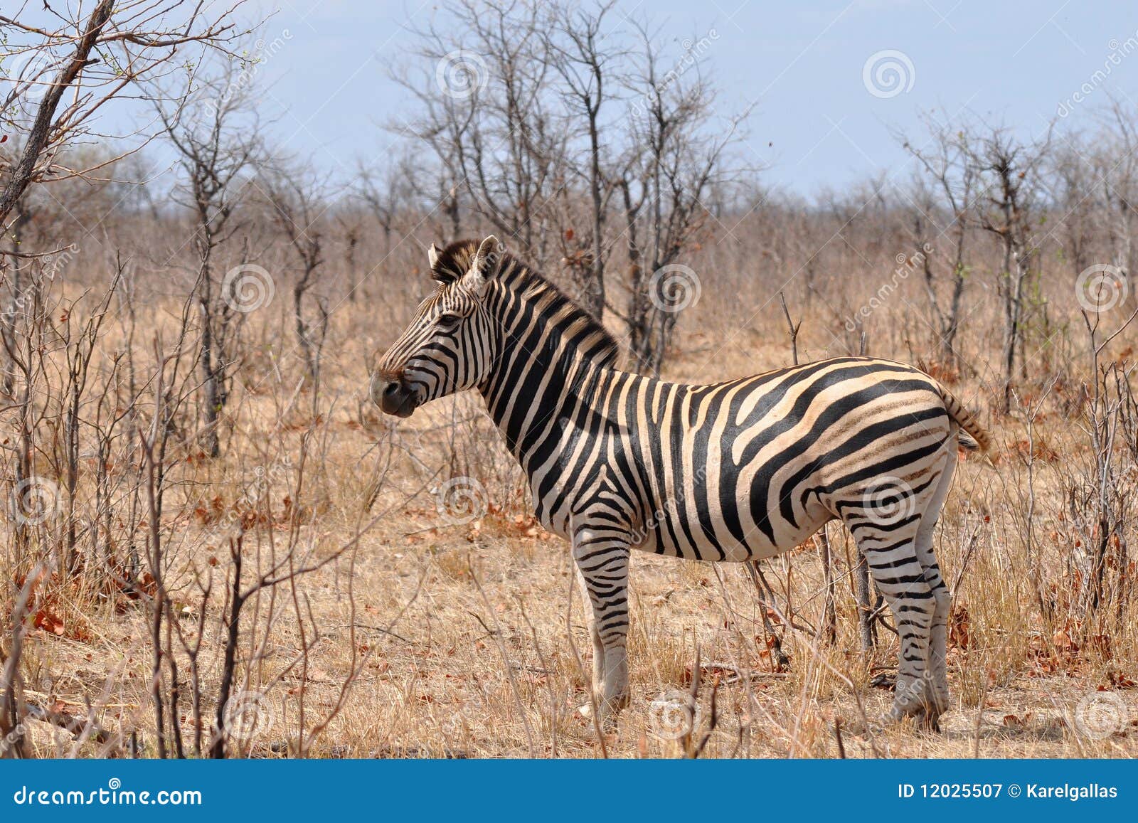 Beautiful zebras stock image. Image of game, savanna - 12025507