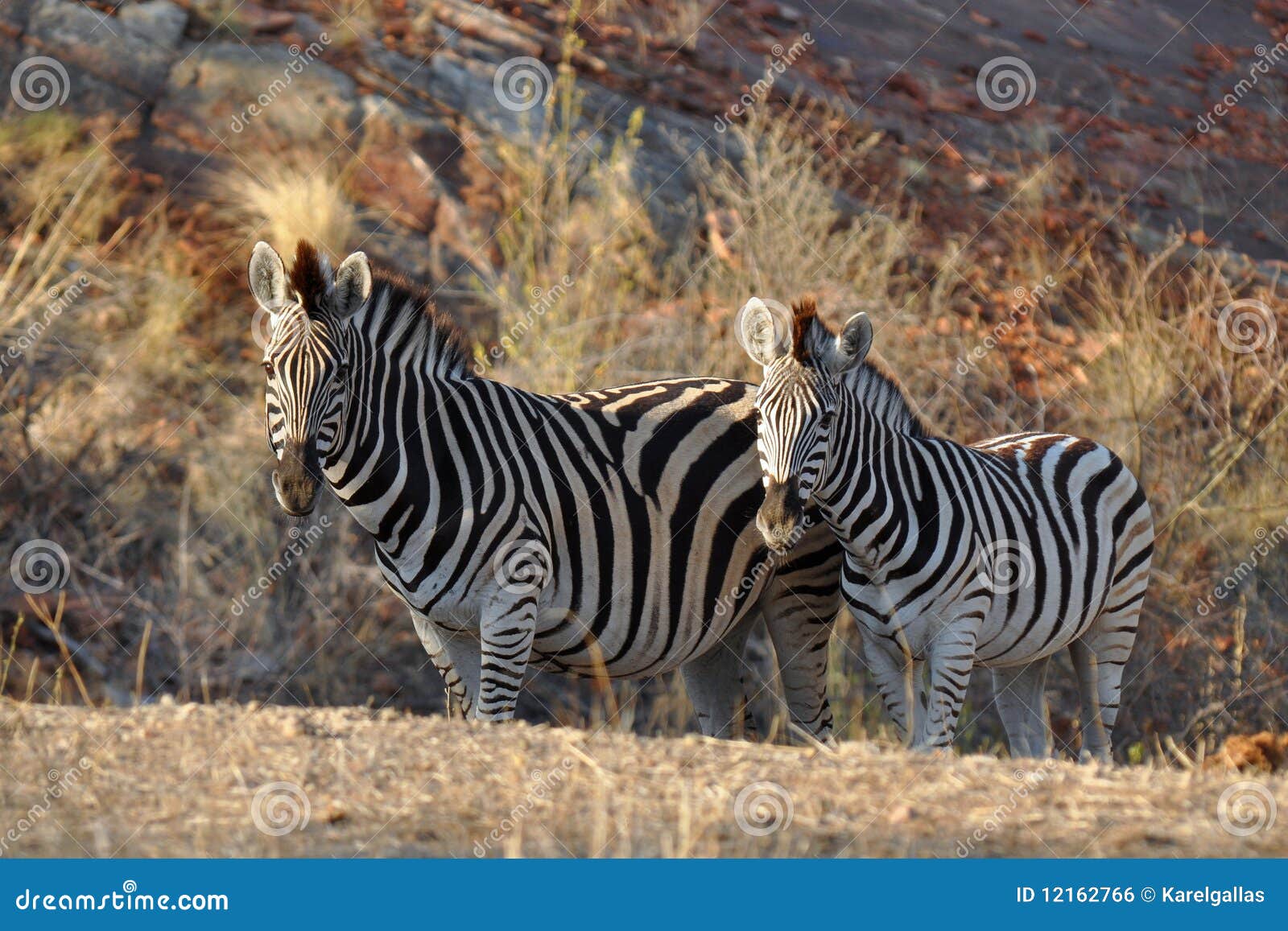 Beautiful zebras stock photo. Image of natural, savanna - 12162766