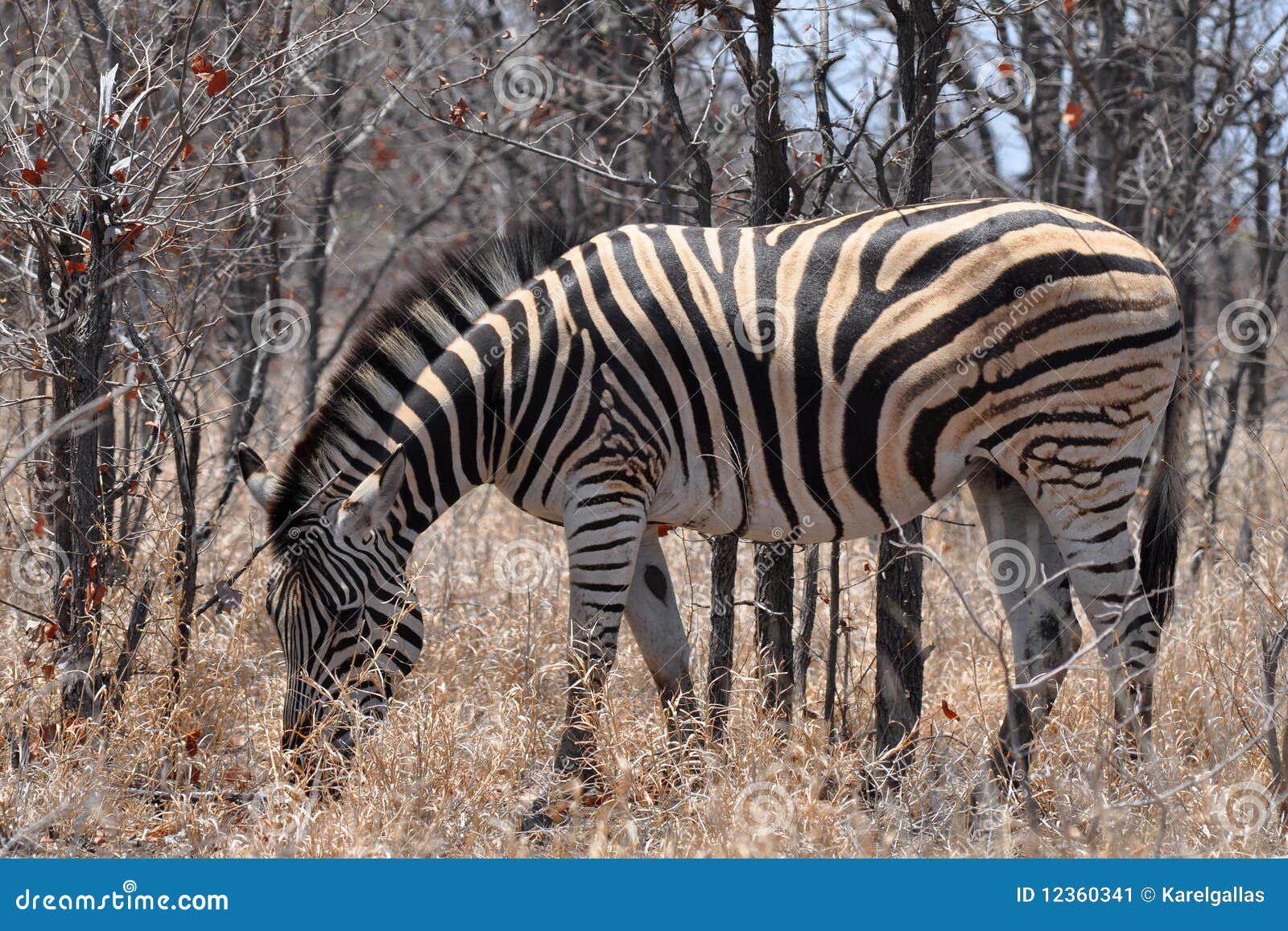 Beautiful zebras stock image. Image of savanna, burchell - 12360341