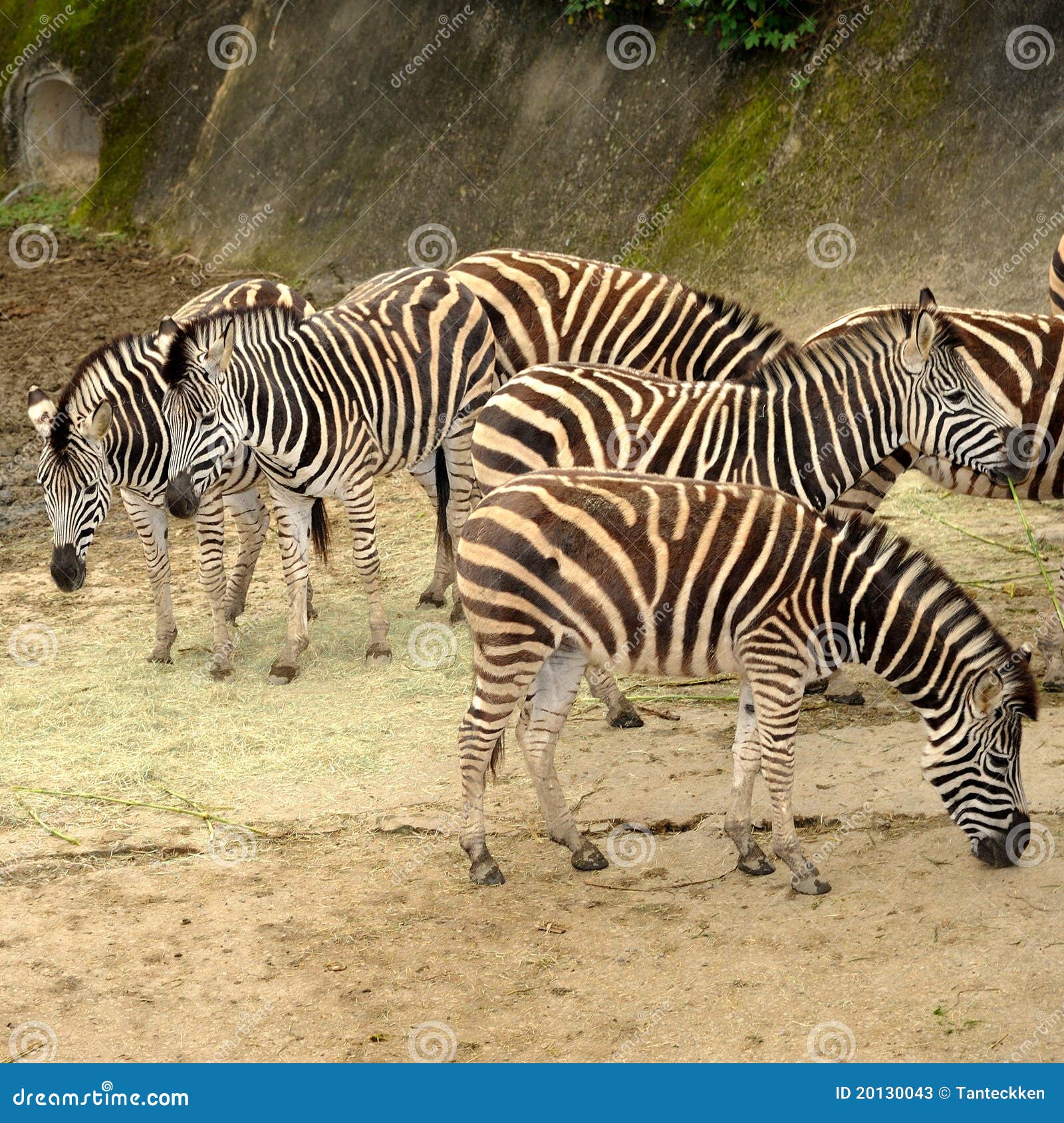Beautiful Zebras stock image. Image of herbivore, beautiful - 20130043