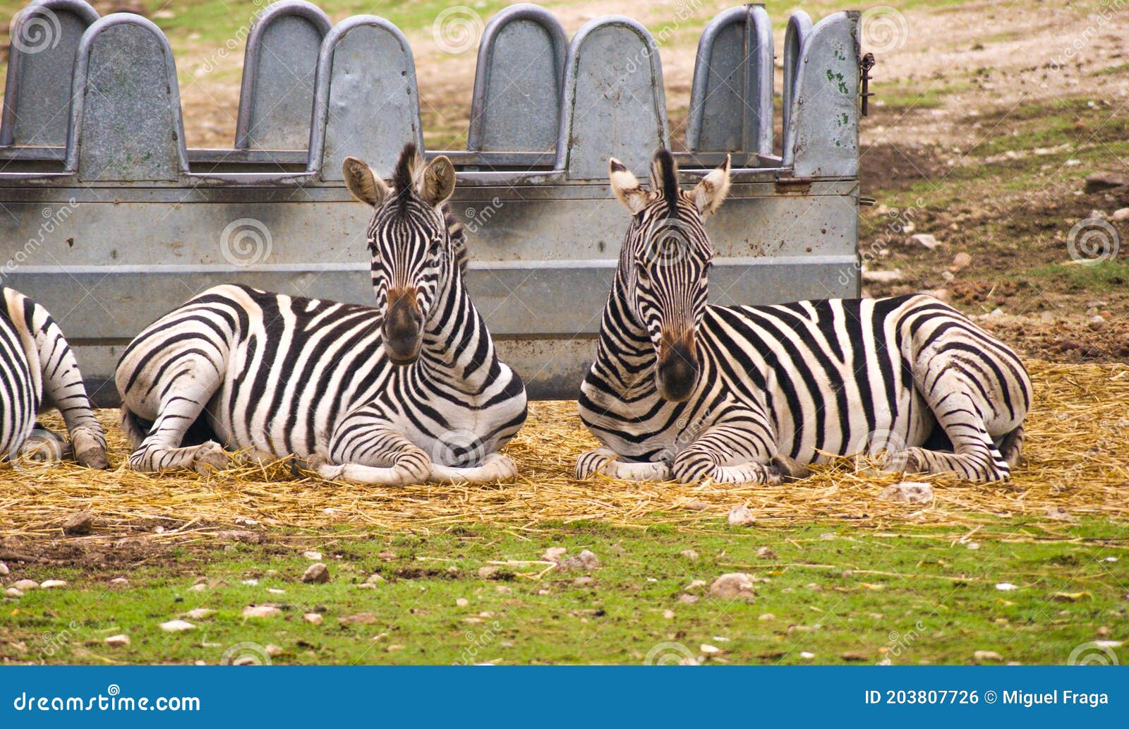 Beautiful Zebras at the Safari Stock Photo - Image of national, animal ...