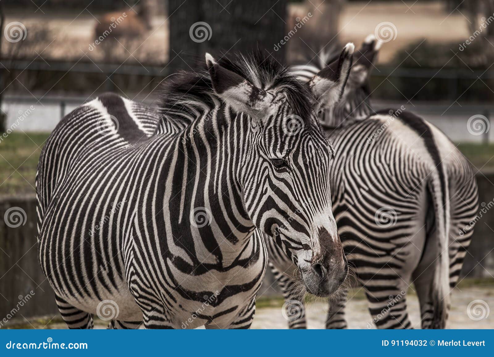Beautiful Zebras at Zoo in Berlin Stock Photo - Image of outdoor ...