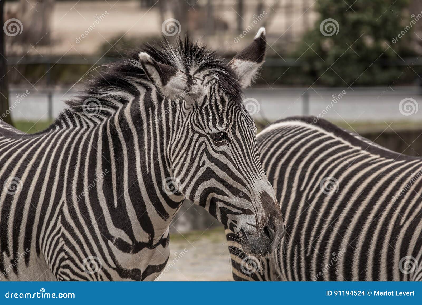 Beautiful Zebras at Zoo in Berlin Stock Photo - Image of tame, ungulate ...