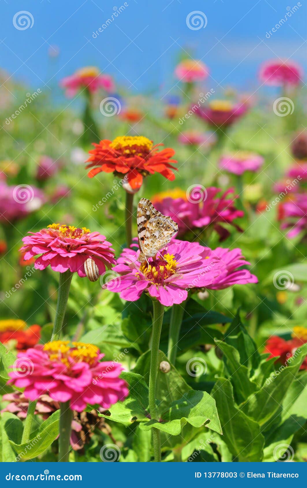 Beautiful zinnia stock image. Image of plant, flower - 13778003