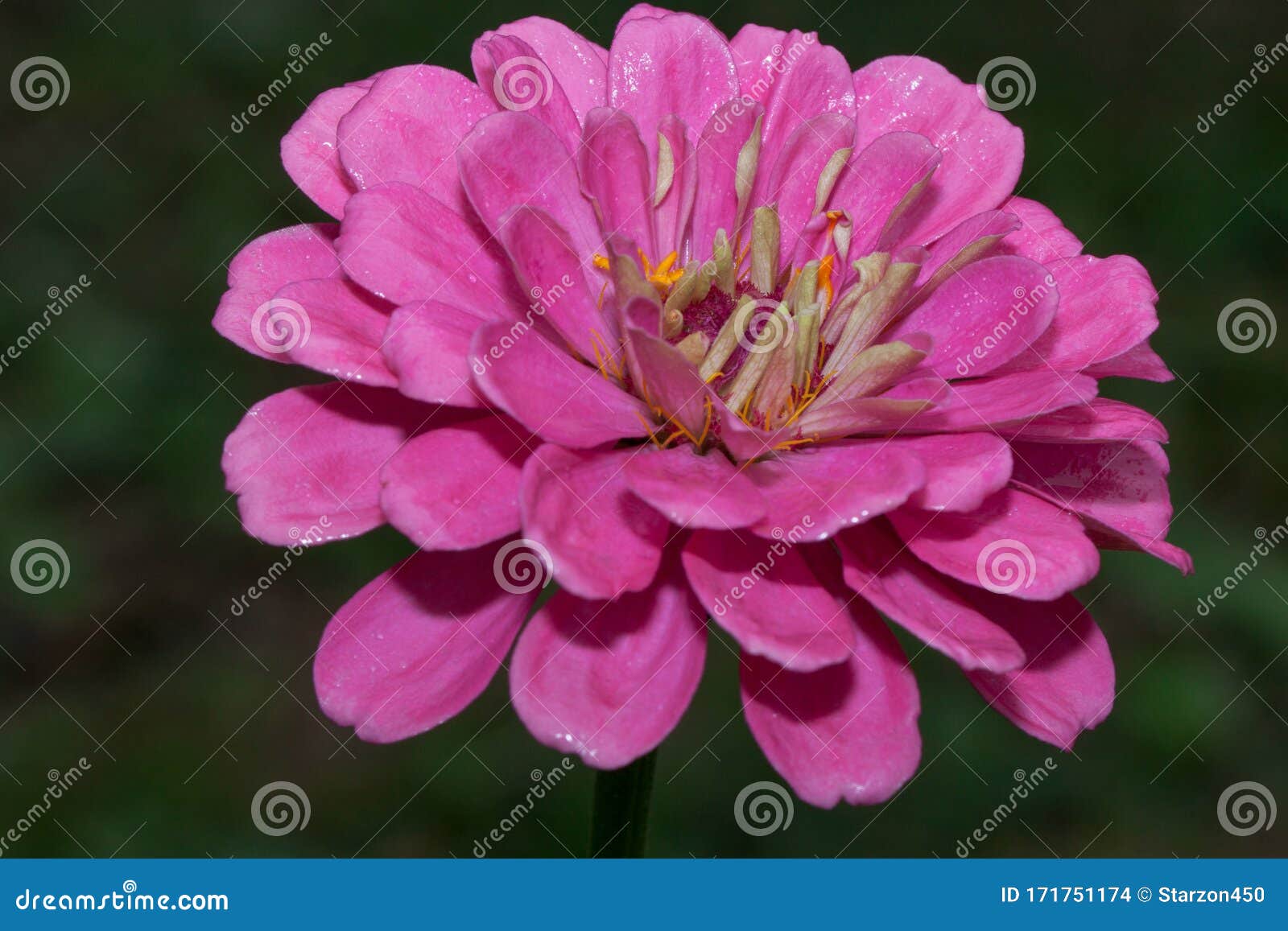Beautiful Zinnia is Growing on a Spring Meadow. Zinnia Elegans Stock ...