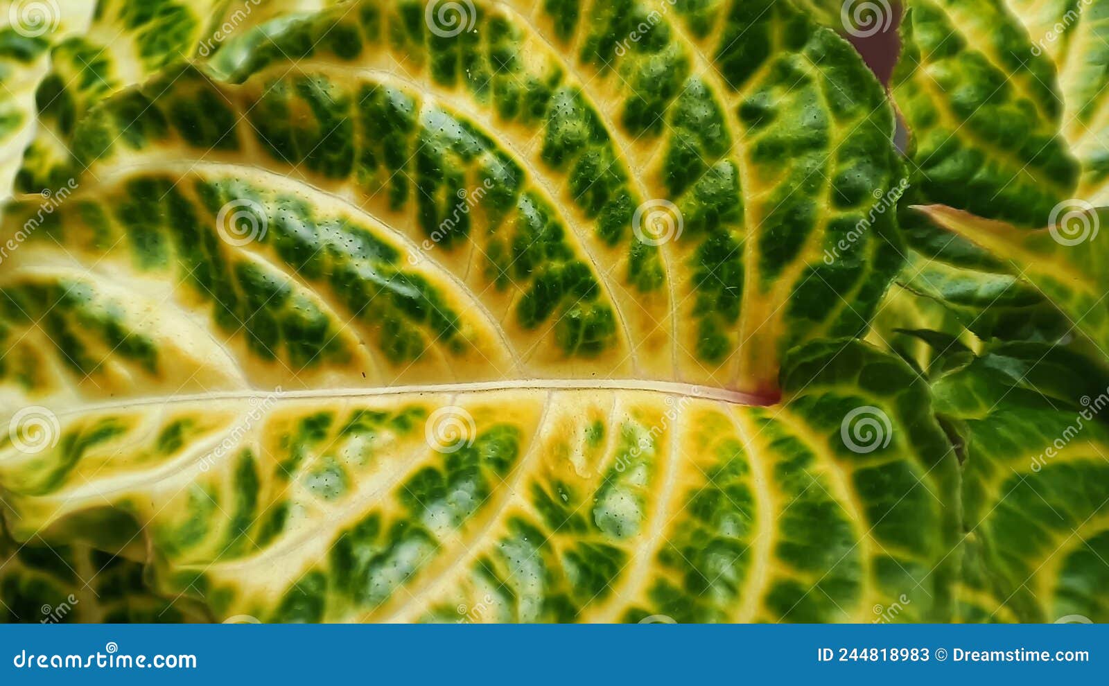 Beautiful zoom leaf stock image. Image of green, macrozoom - 244818983