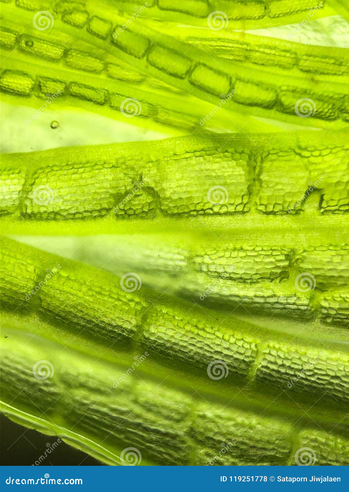 Zoom Micro Organism Algae Cell Stock Photo - Image of medicine ...