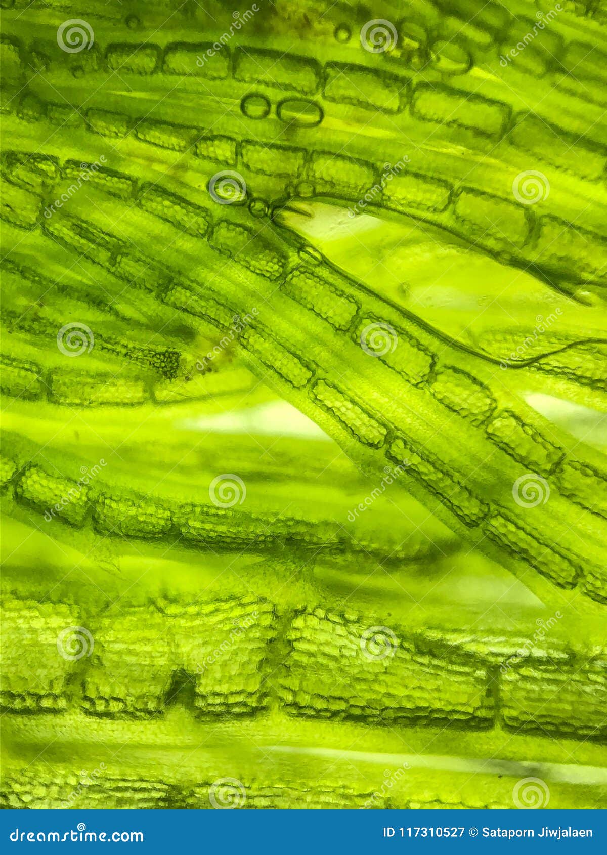 Zoom Micro Organism Algae Cell Stock Image - Image of microscope ...