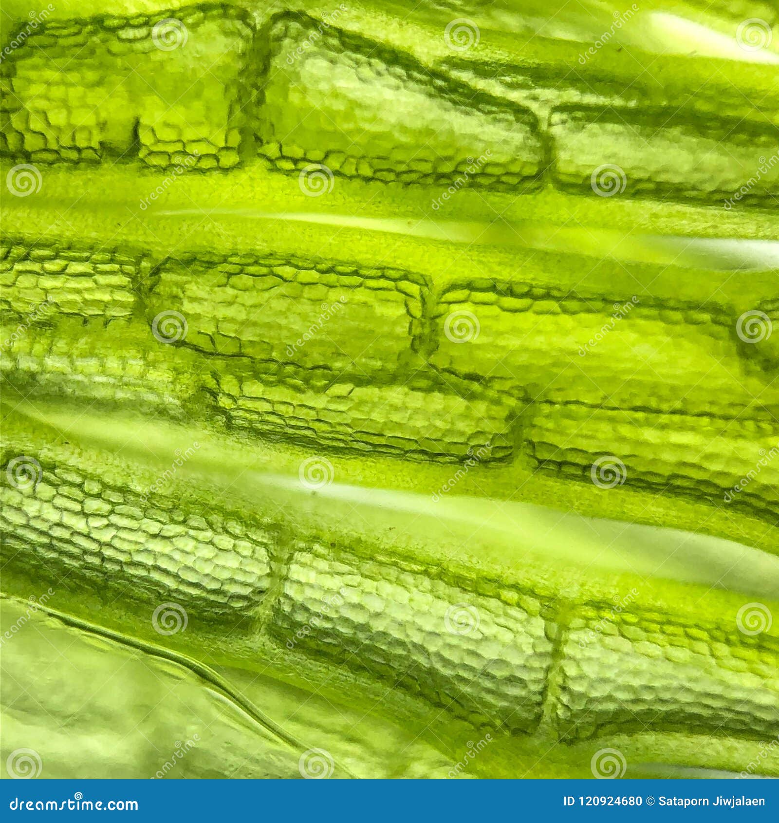 Zoom Micro Organism Algae Cell Stock Photo - Image of microscope, life ...