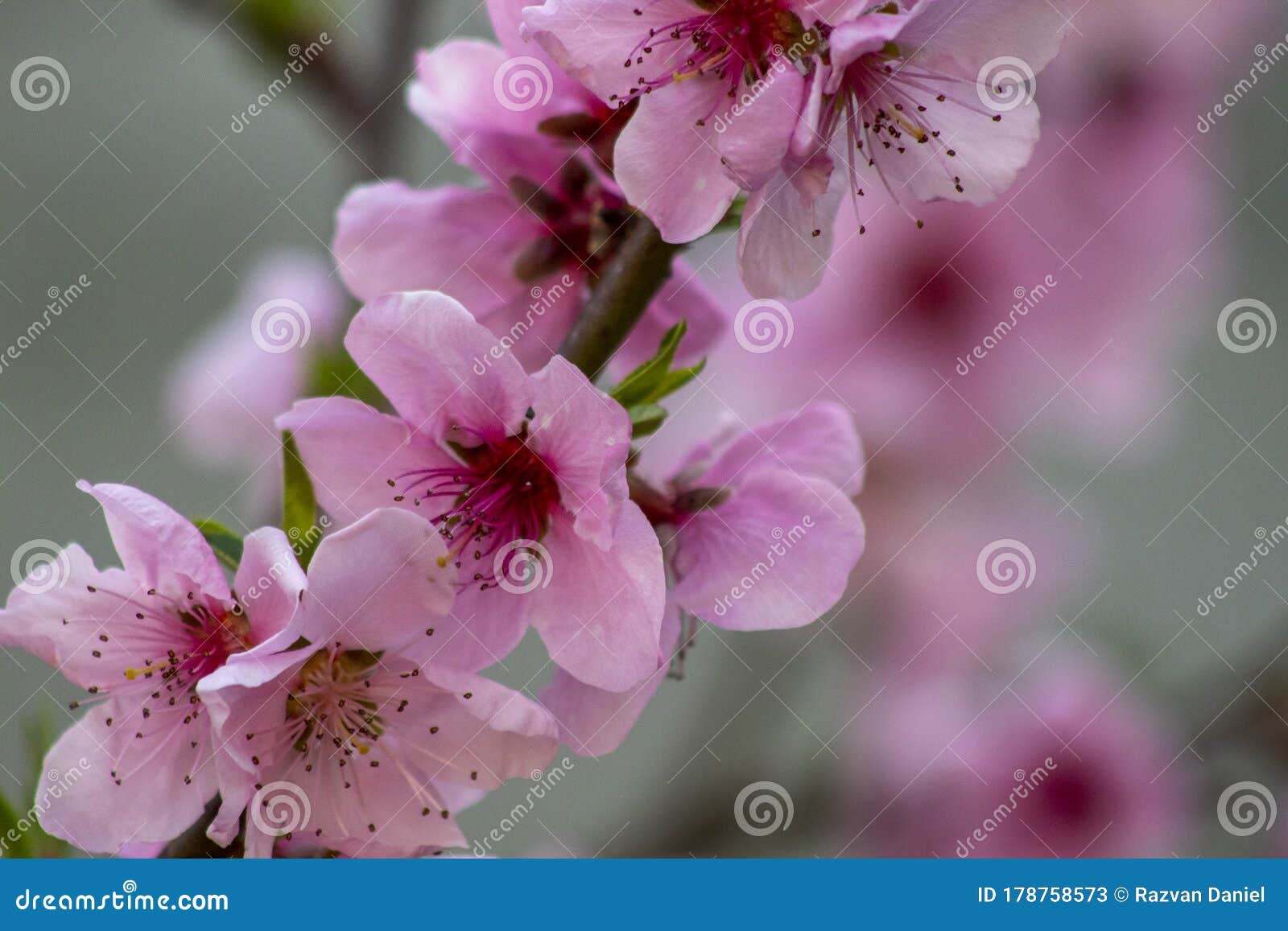 Zoom Pink Phlox Flowers Royalty-Free Stock Photography | CartoonDealer ...