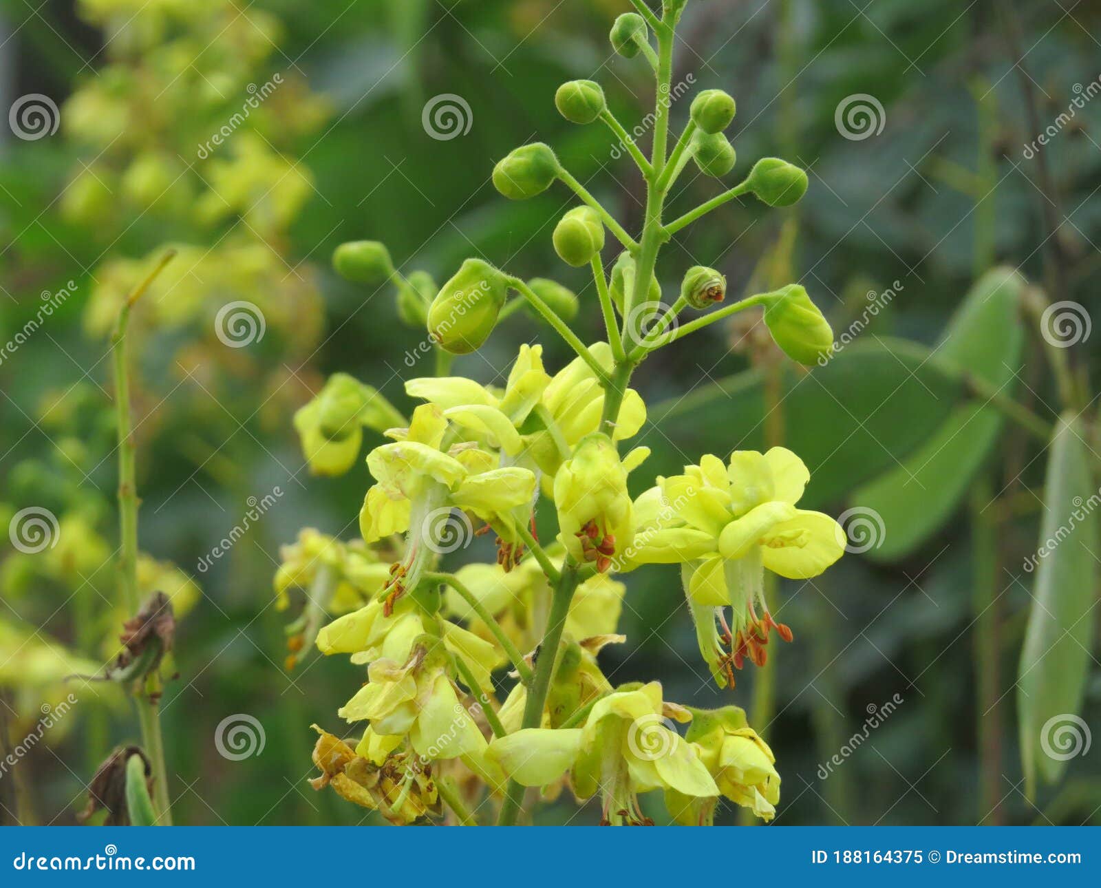 Mysore Thorn Flowers Stock Photos - Free & Royalty-Free Stock Photos ...