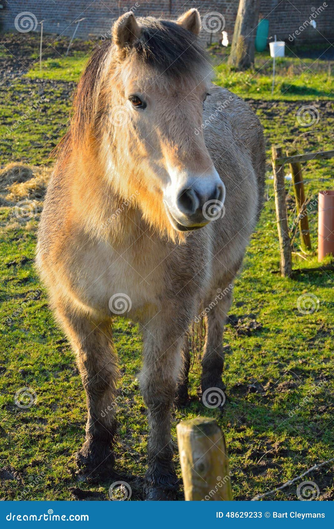 Beautifull belgian horse stock image. Image of isolated - 48629233