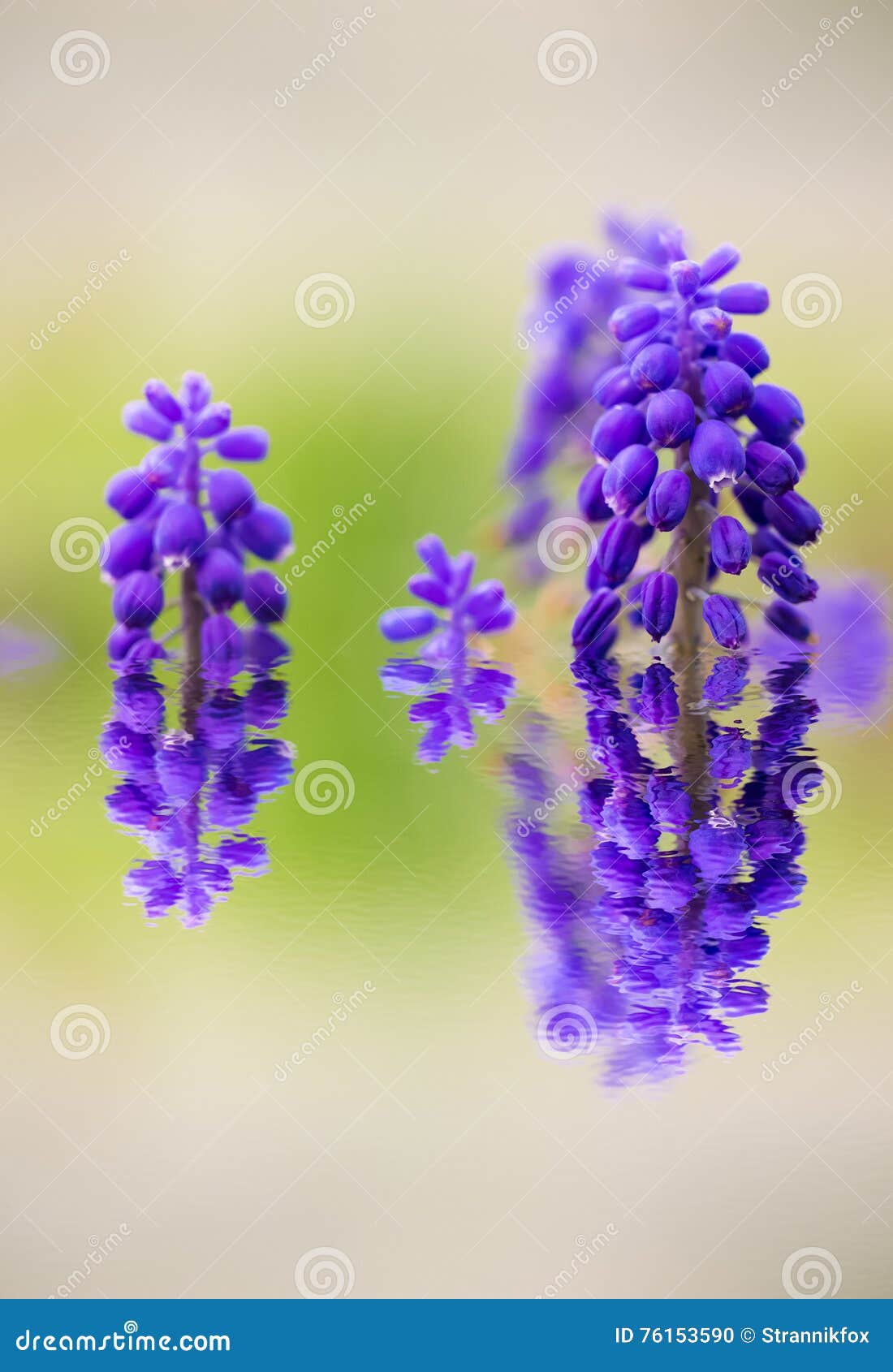Beautifull Blue Flower with Reflection in a Water. Collage Stock Photo ...