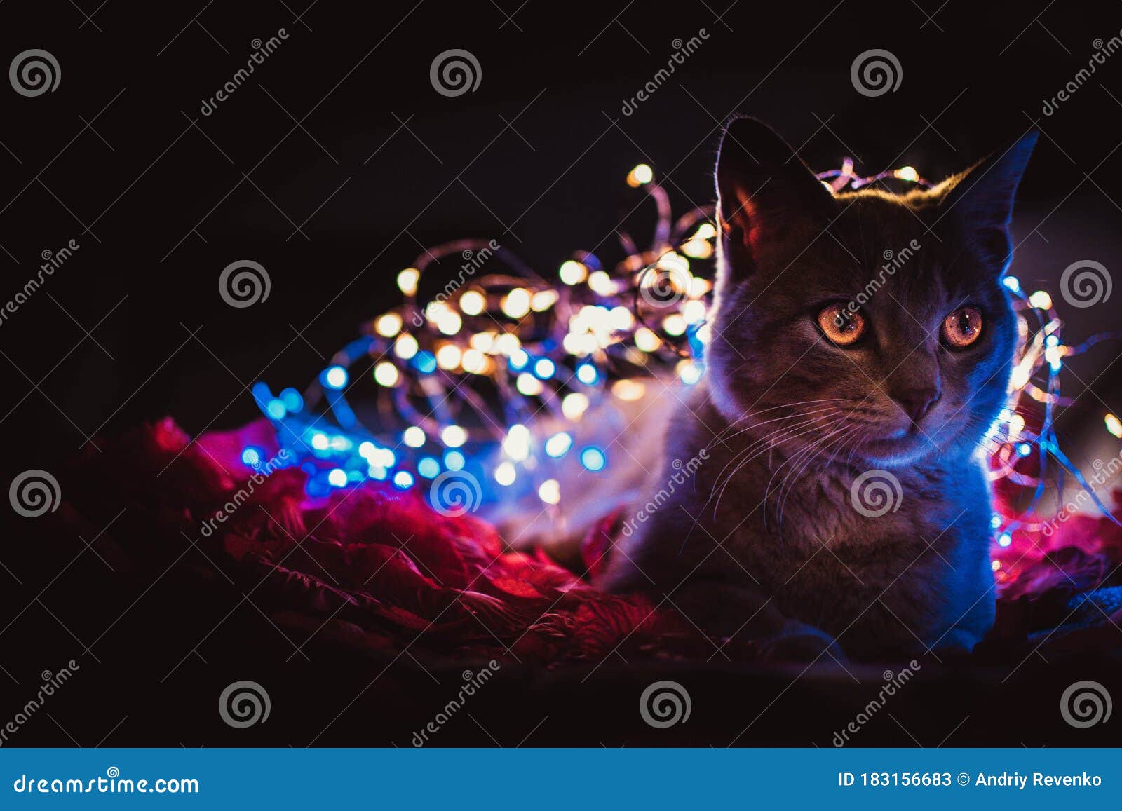 A Beautifull Cat Portrait with Leds Stock Image - Image of point, close ...