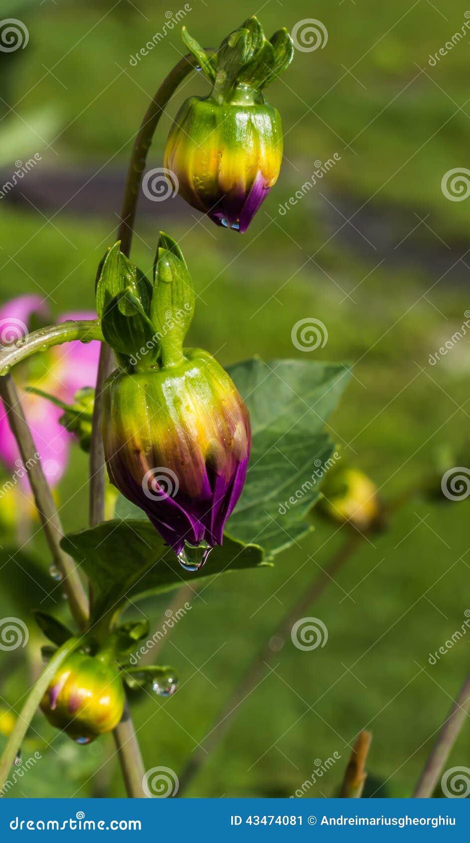 Beautifull Colored Flower Buds Stock Photos - Free & Royalty-Free Stock ...