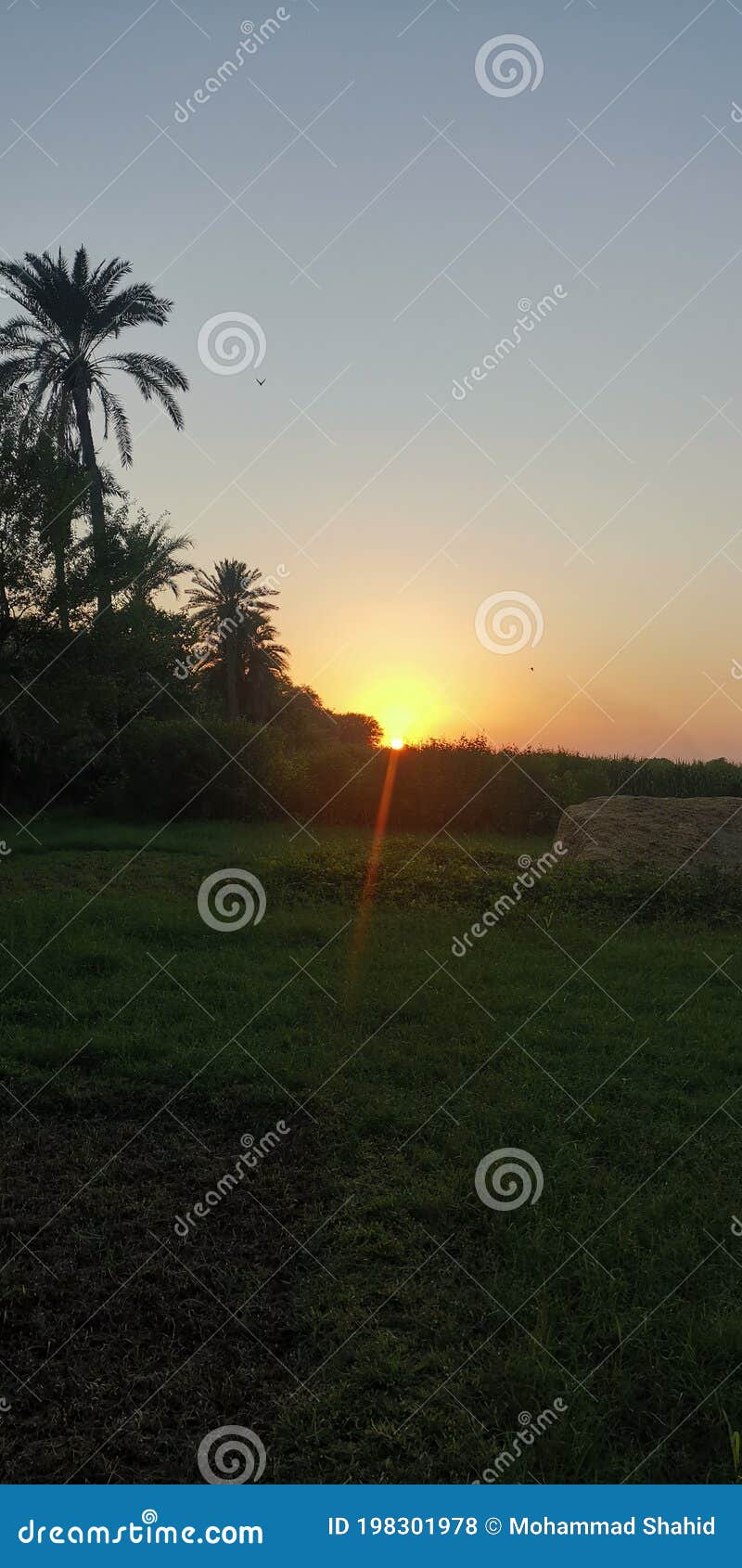 Beautifull Field with Sunshine Stock Photo - Image of plant, sunrise ...