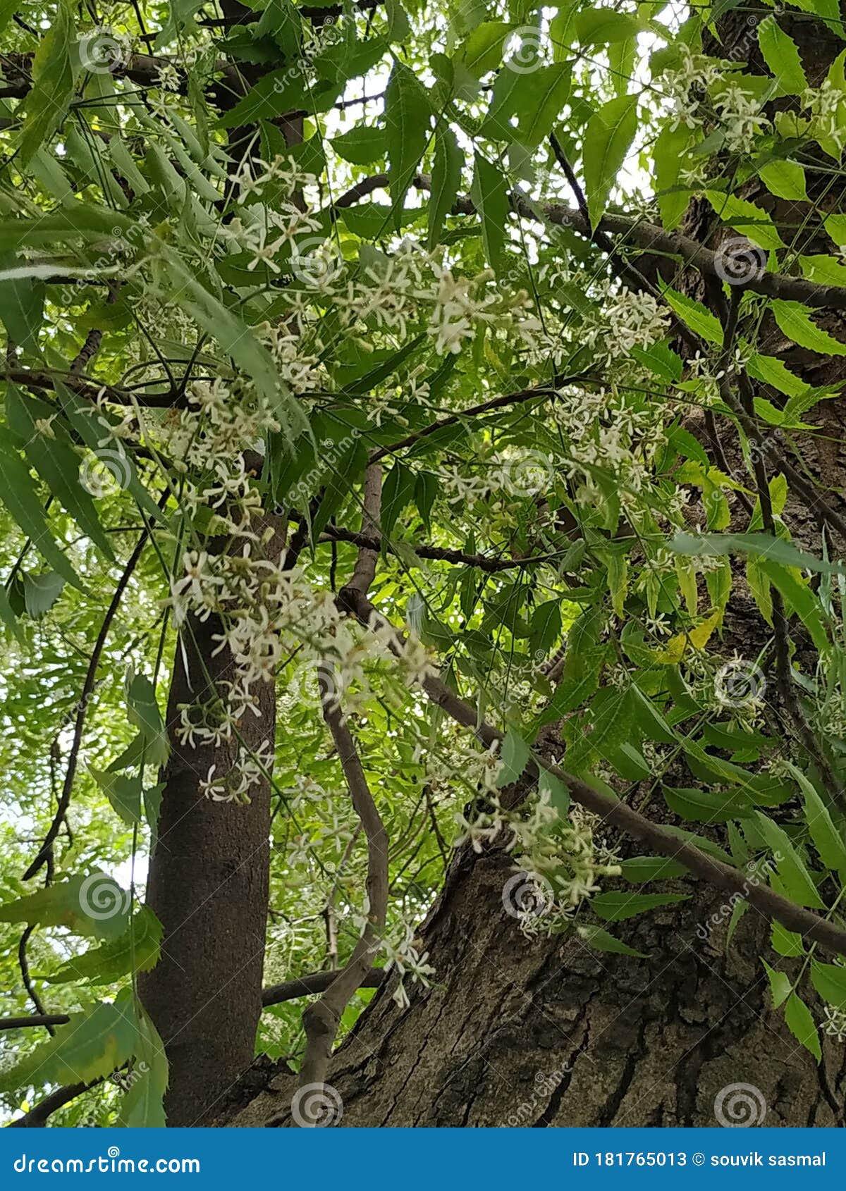 BEAUTIFULL FLOWER in NEEM TREE Stock Image - Image of branch, forest ...