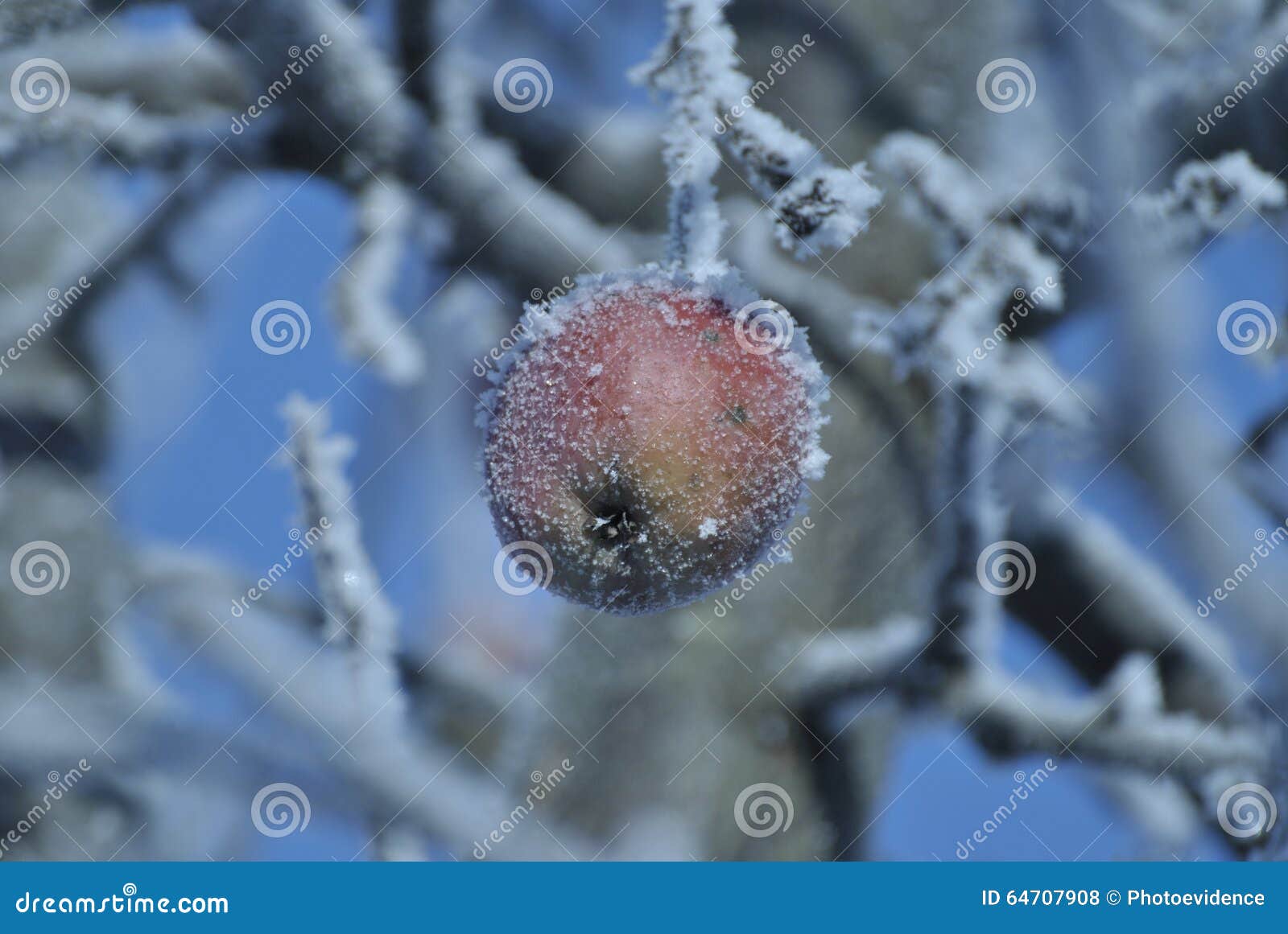 Beautifull and Frozed Apple Stock Photo - Image of colourful, fruit ...