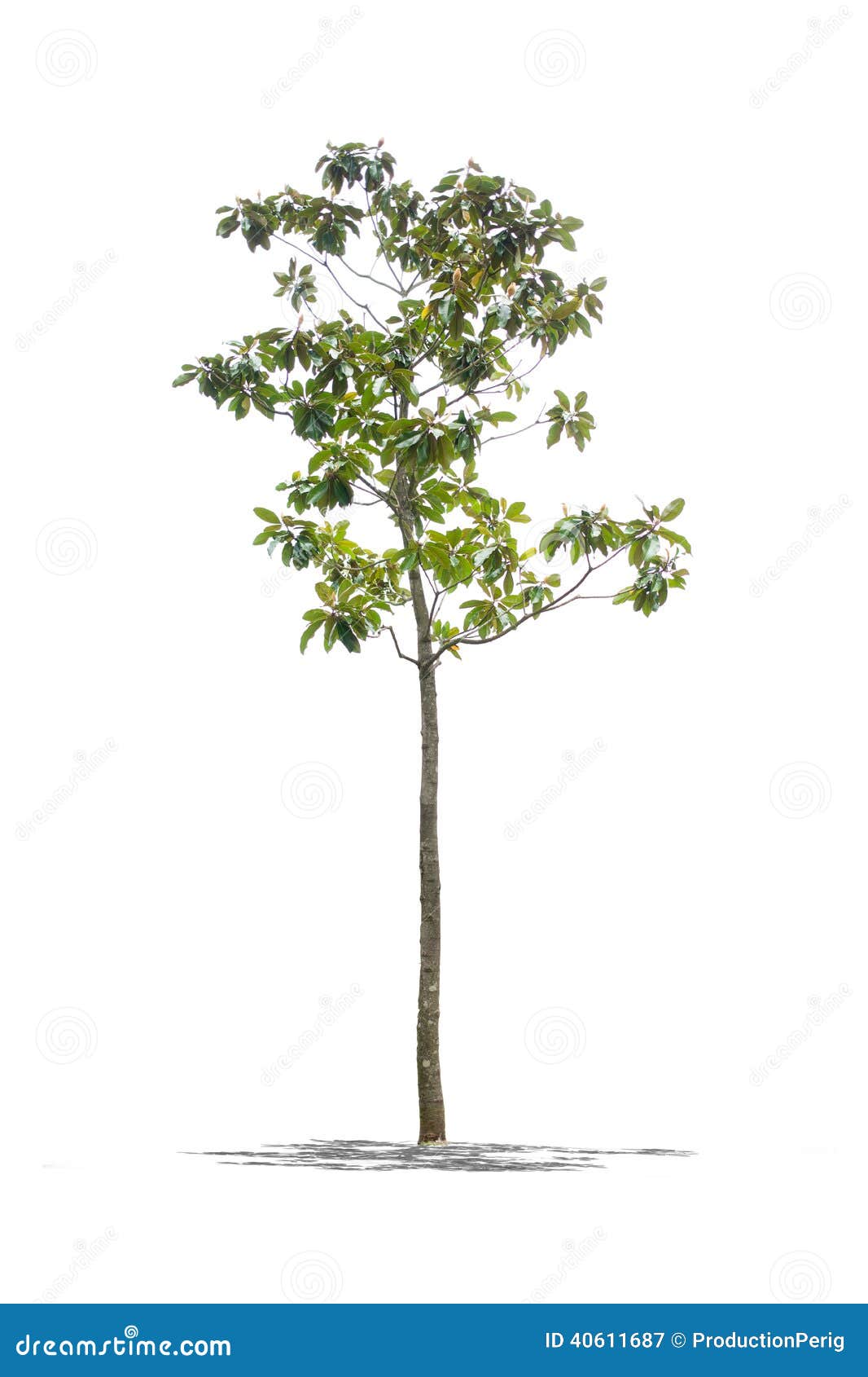 Beautifull Green Tree on a White Background in High Definition Stock ...