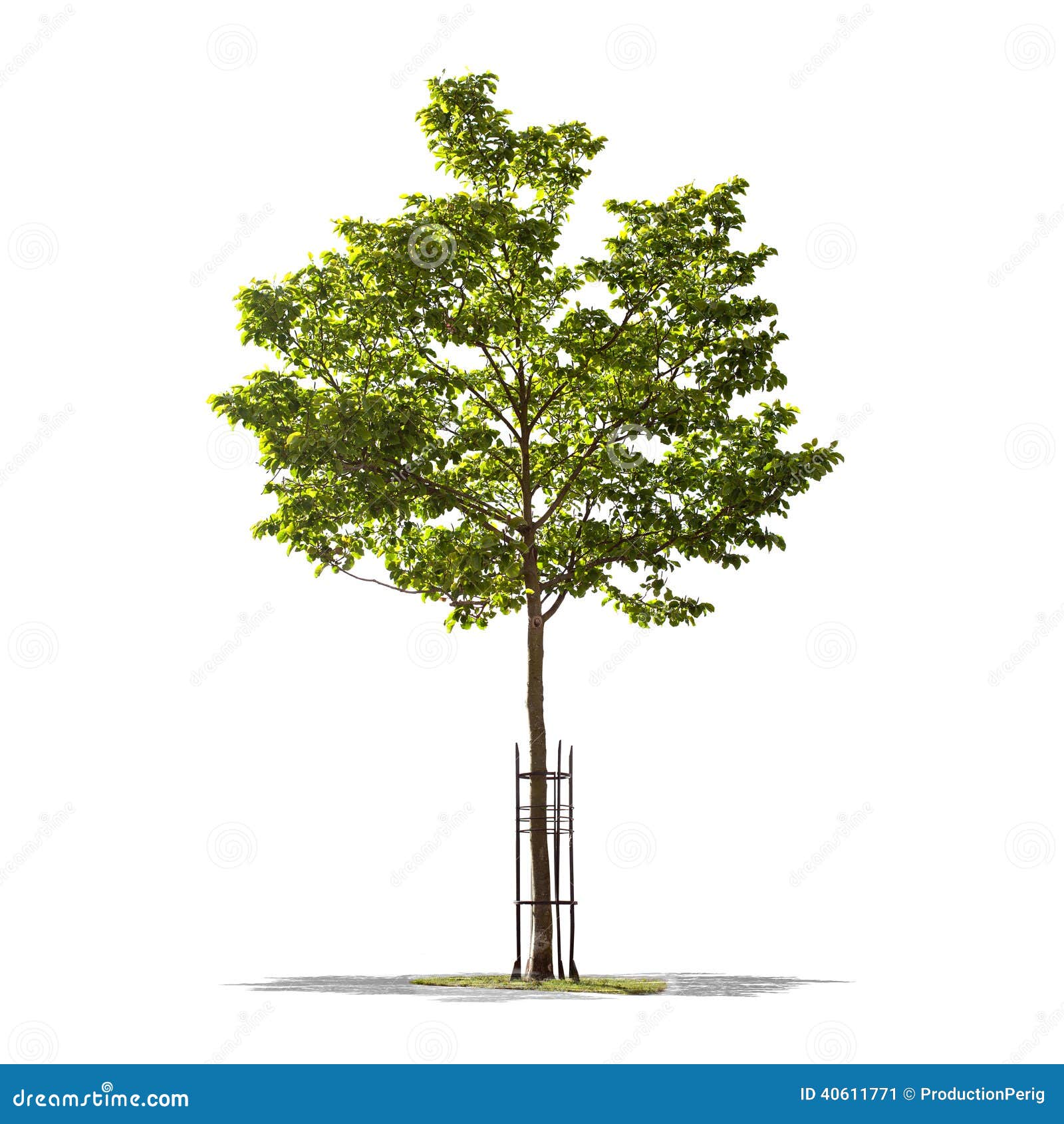 Beautifull Green Tree On A White Background In High Definition Stock ...