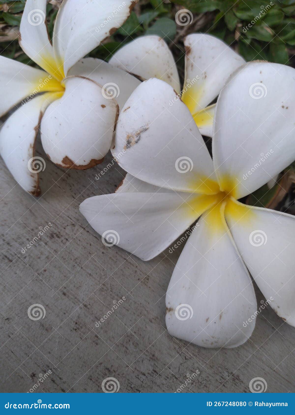Beautifull Kamboja Flowers Stock Photos - Free & Royalty-Free Stock ...