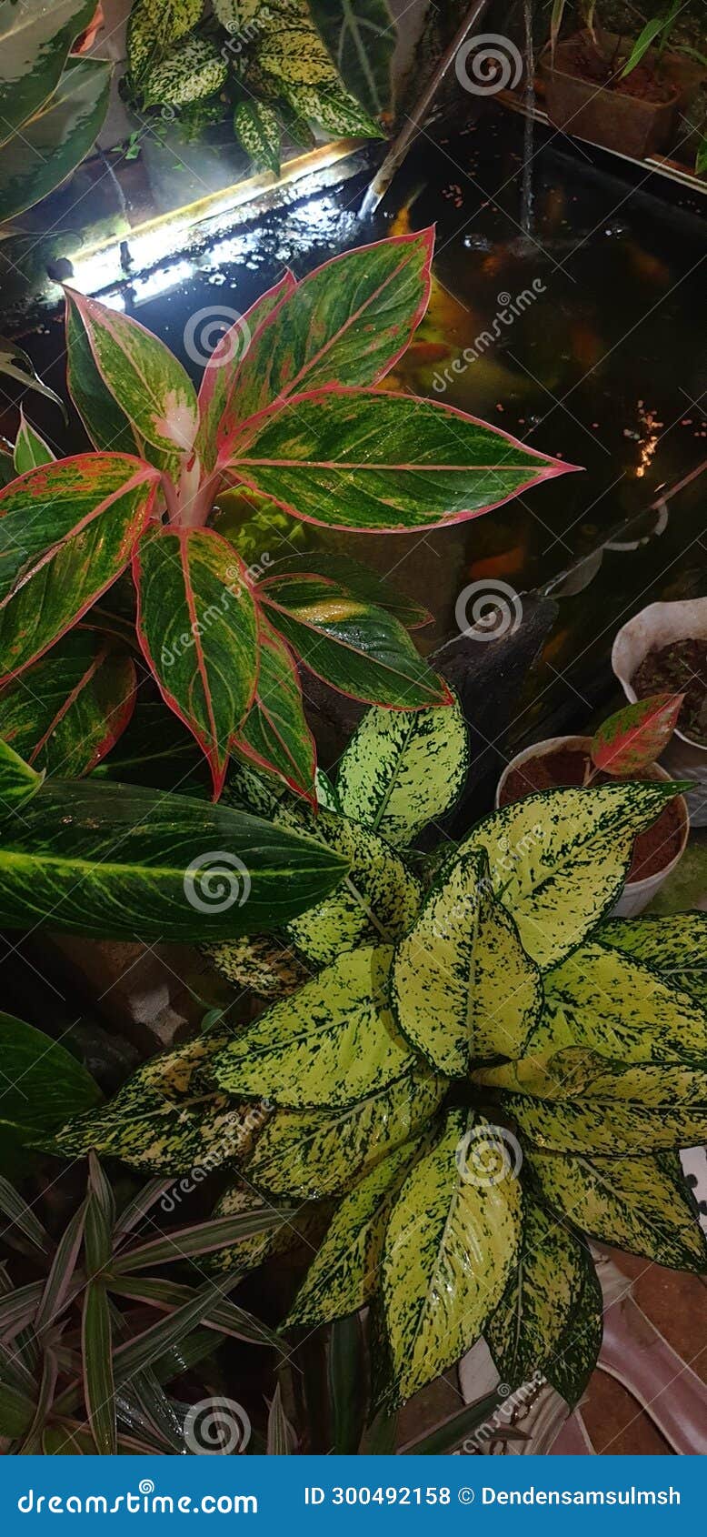 Green Tree and Koi Fish stock photo. Image of pink, hijau - 300492158