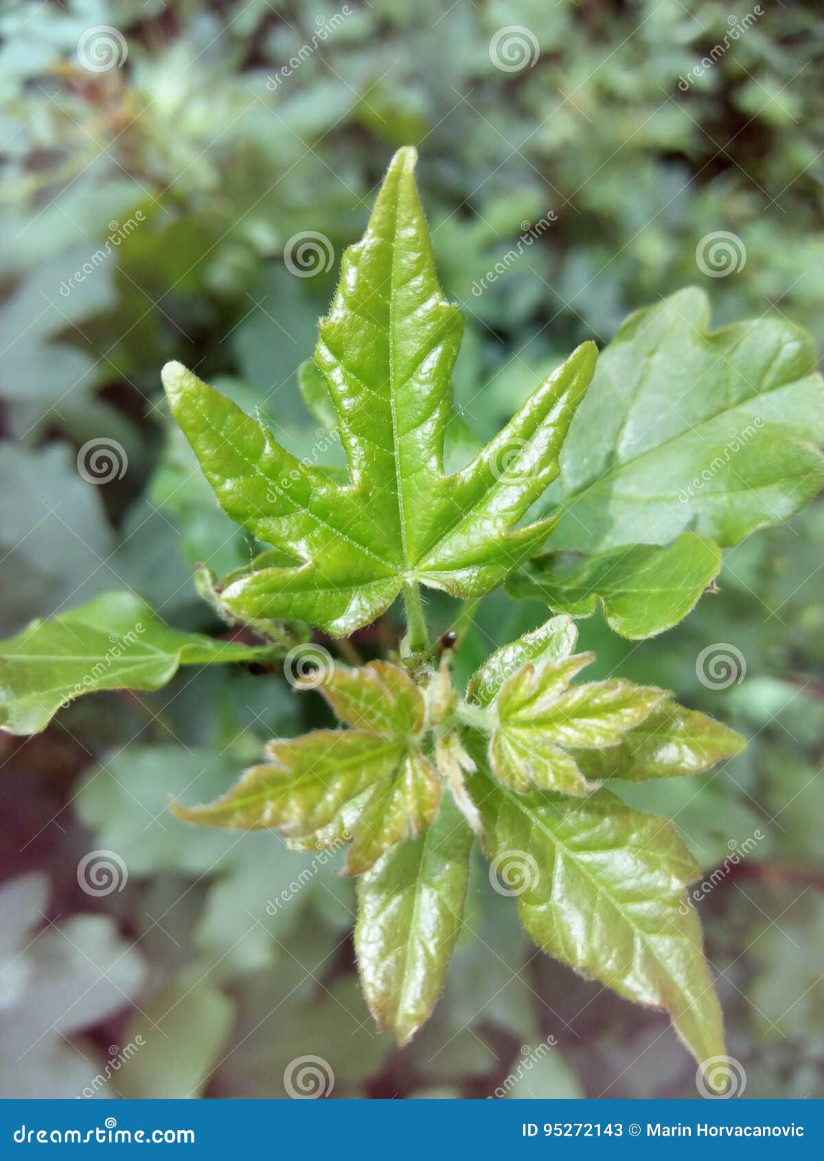 Beautifull Leef on Nature Area Stock Image - Image of nature, area ...