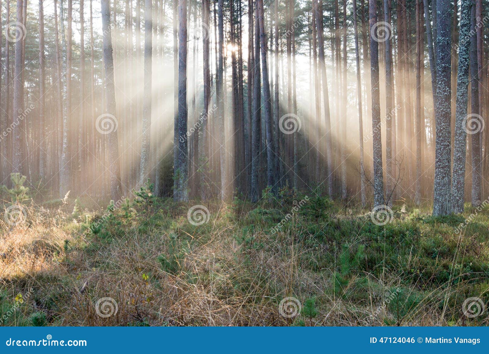 Beautifull Light Beams in Forest through Trees Stock Photo - Image of ...
