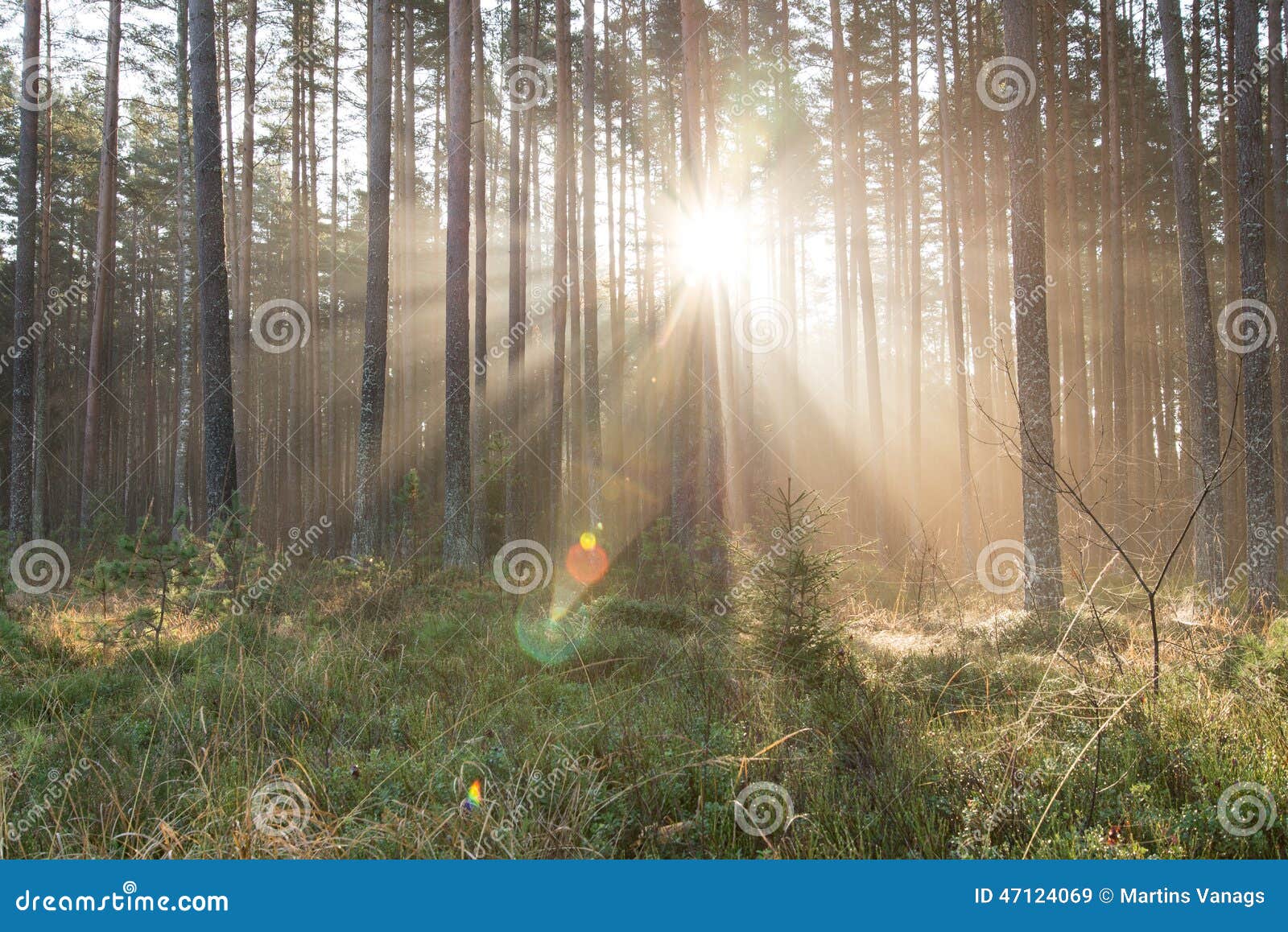 Beautifull Light Beams in Forest through Trees Stock Image - Image of ...