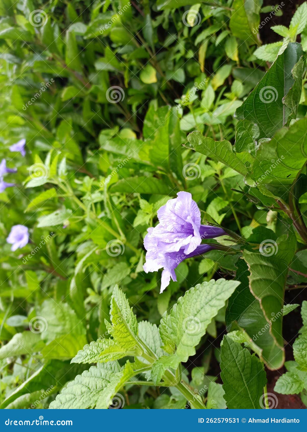 Beautifull Nature with Many Plant on Backyard Stock Image - Image of ...