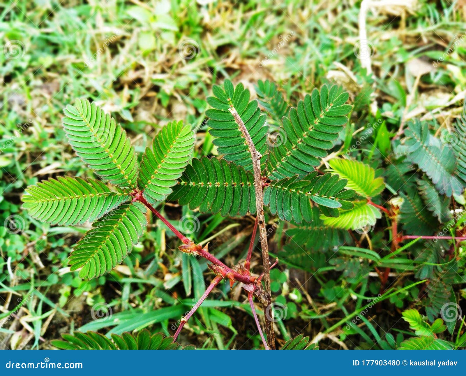 Touch Me Not Plant Flower And Leaves. Stock Photo | CartoonDealer.com ...