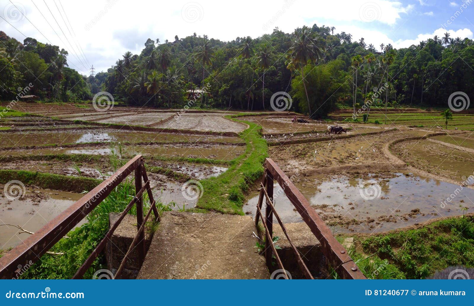 Beautifull pady feild stock image. Image of farmers, srilanka - 81240677
