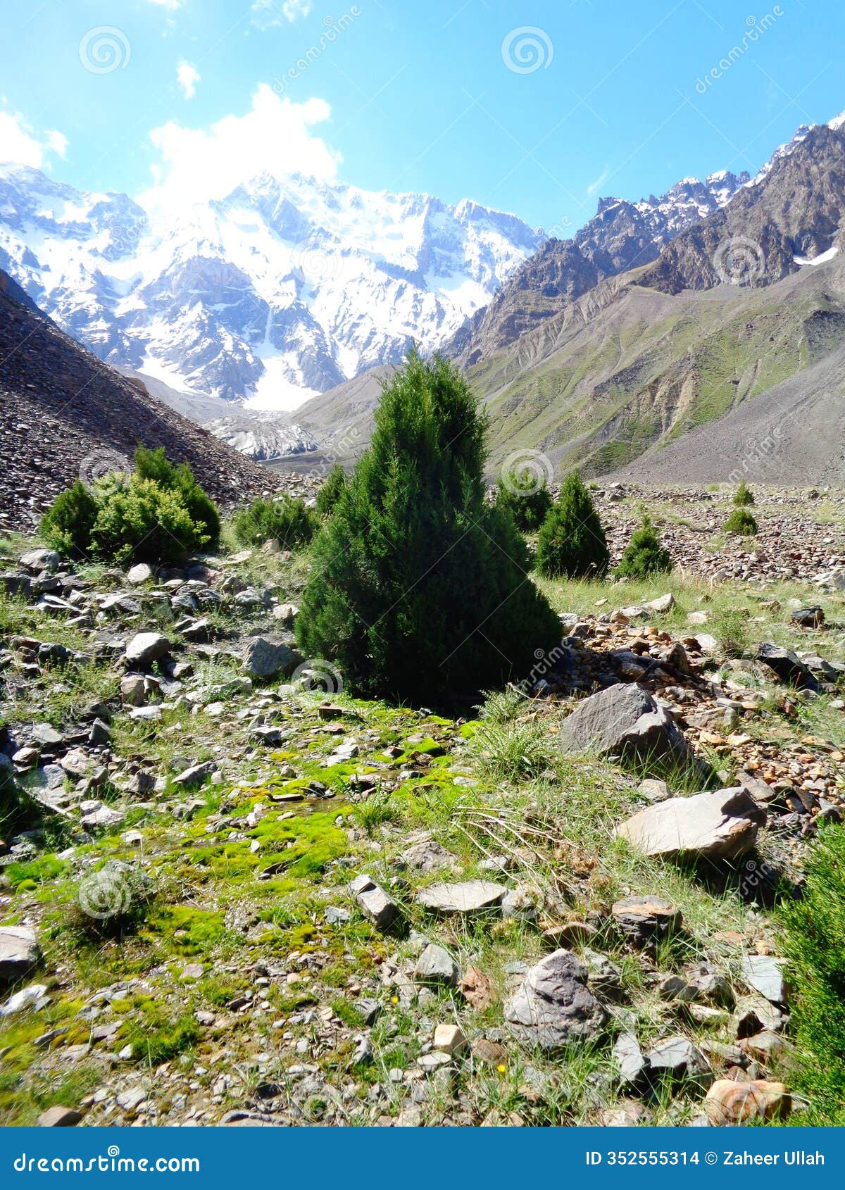 A Beautifull Pine Tree???? in Booni Gol Upper Chitral Pakistan Stock ...