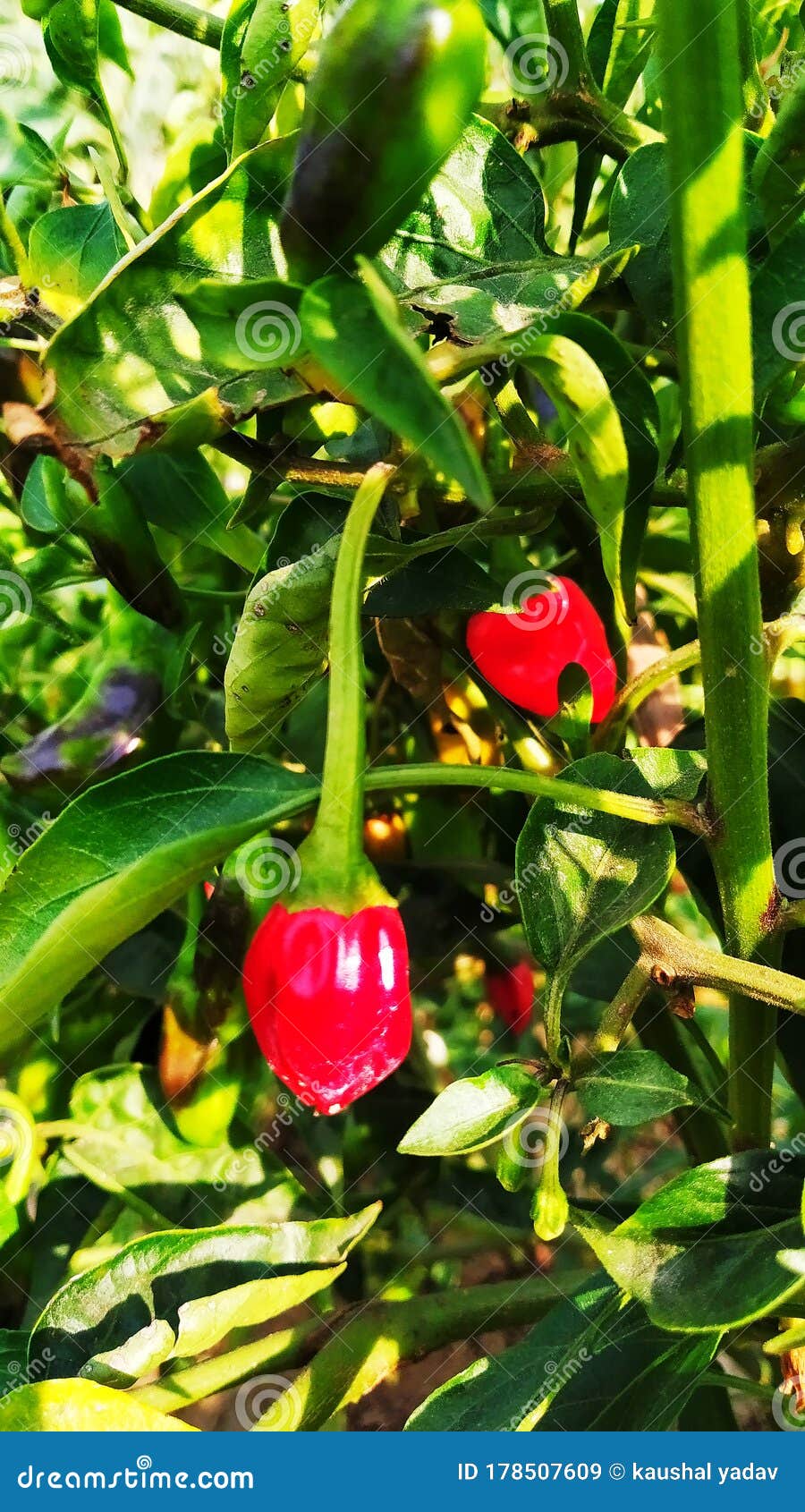 Beautifull Red Chilli Plant Stock Image - Image of green, tree: 178507609