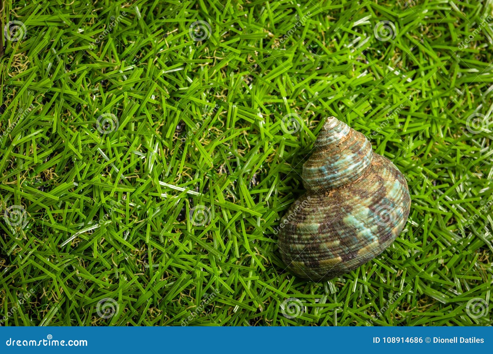Sea shell on a grass stock photo. Image of garden, natural - 108914686