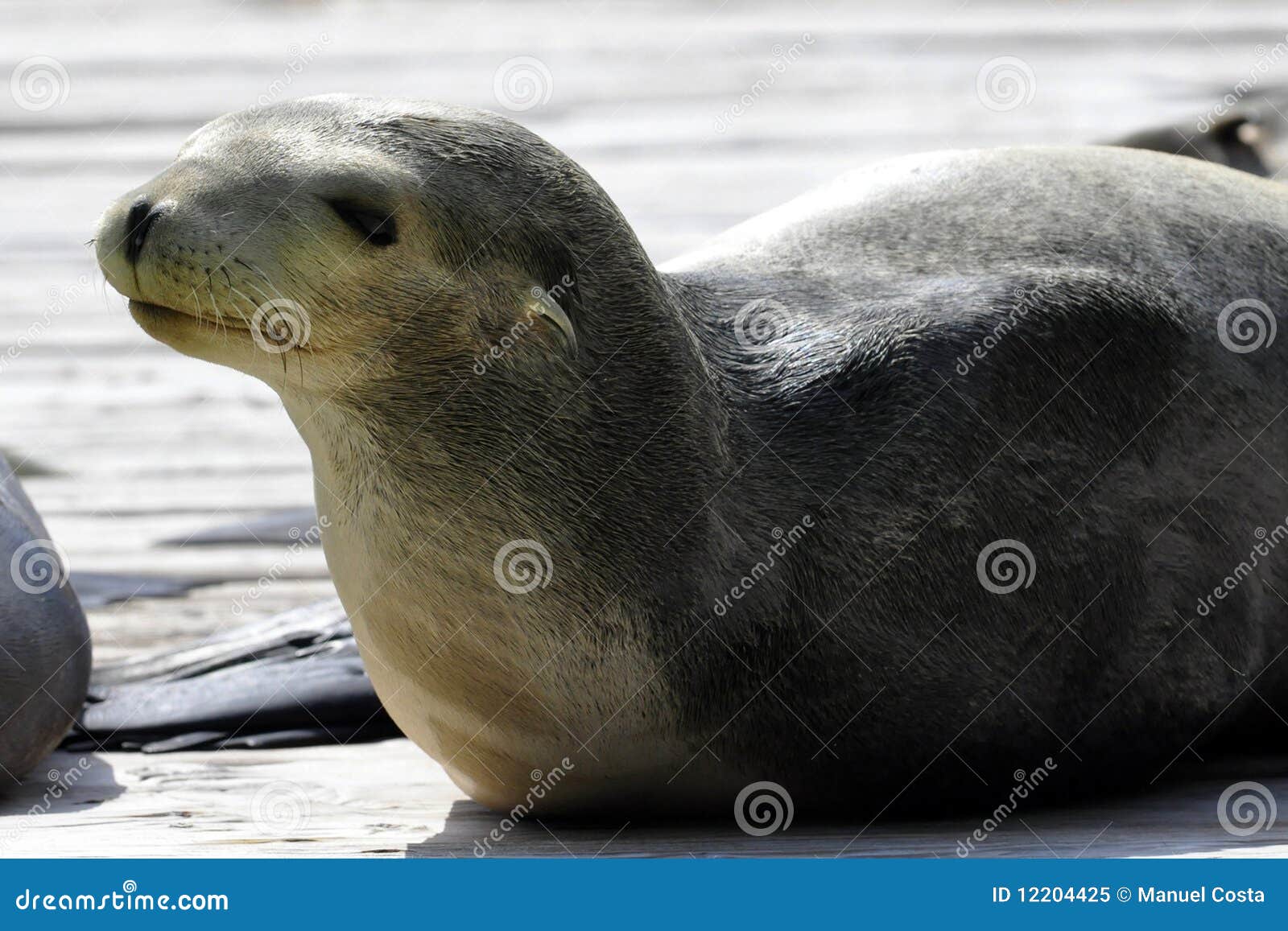 Beautifull seal stock image. Image of phoque, aquaruim - 12204425