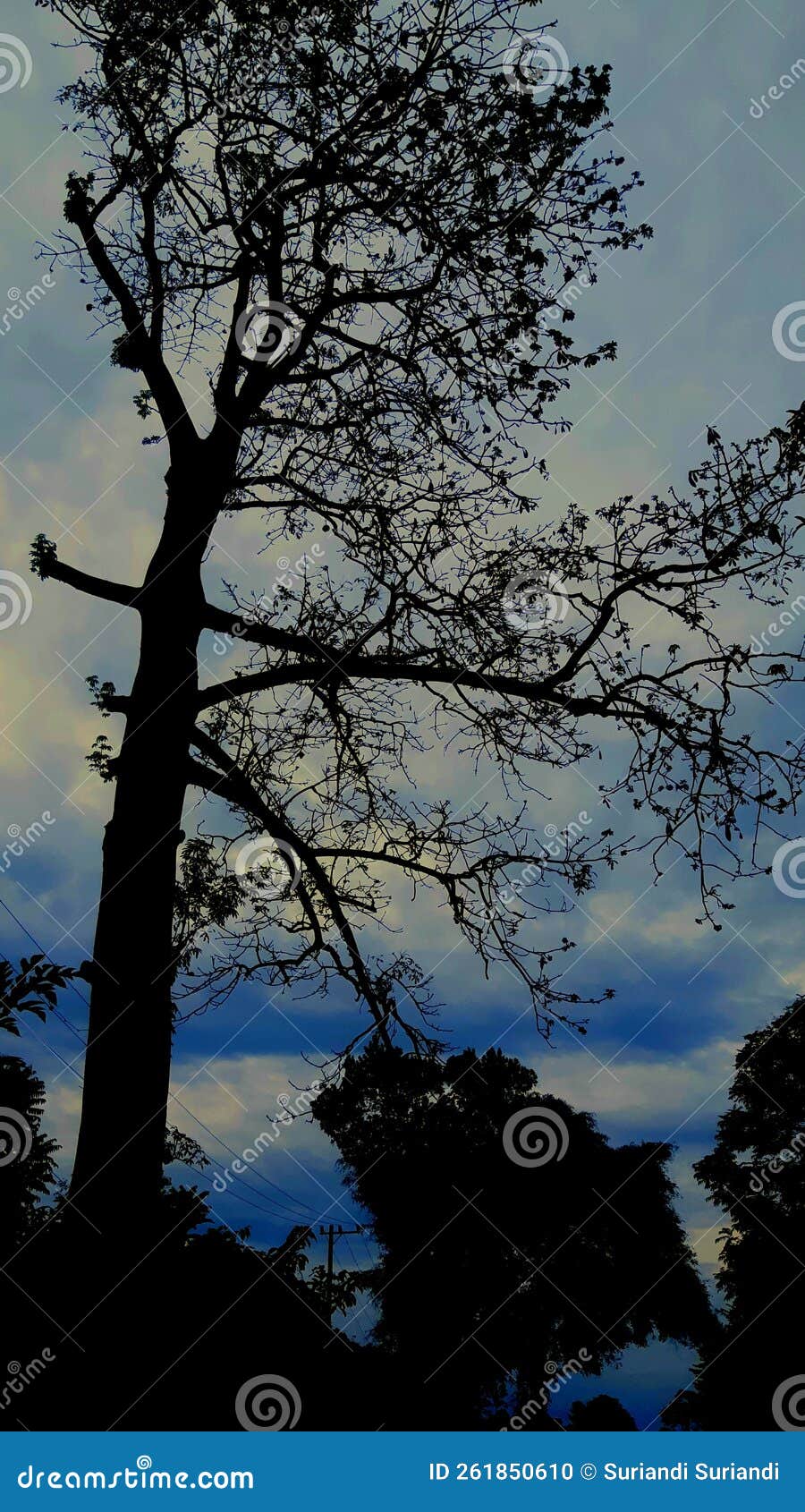 A Beautifull Siluet Tree on Afternoon Stock Photo - Image of siluet ...