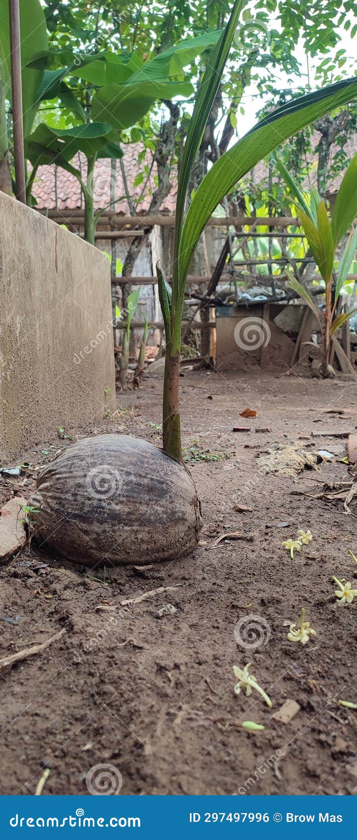 Beautifull Small Coconut Tree Stock Photo - Image of small, veiw: 297497996