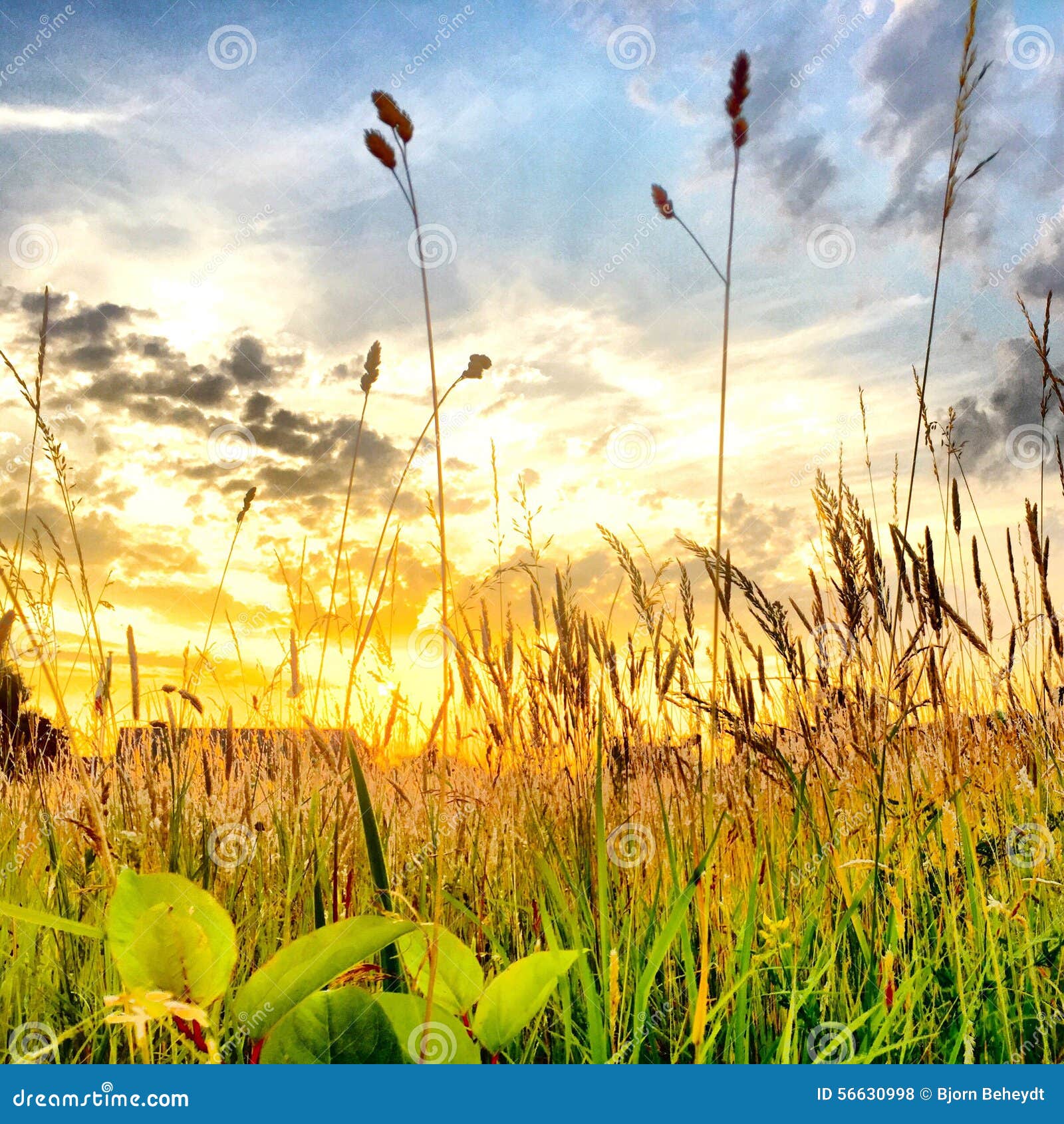 Beautifull Sunset Over a Field Stock Photo - Image of black, evening ...