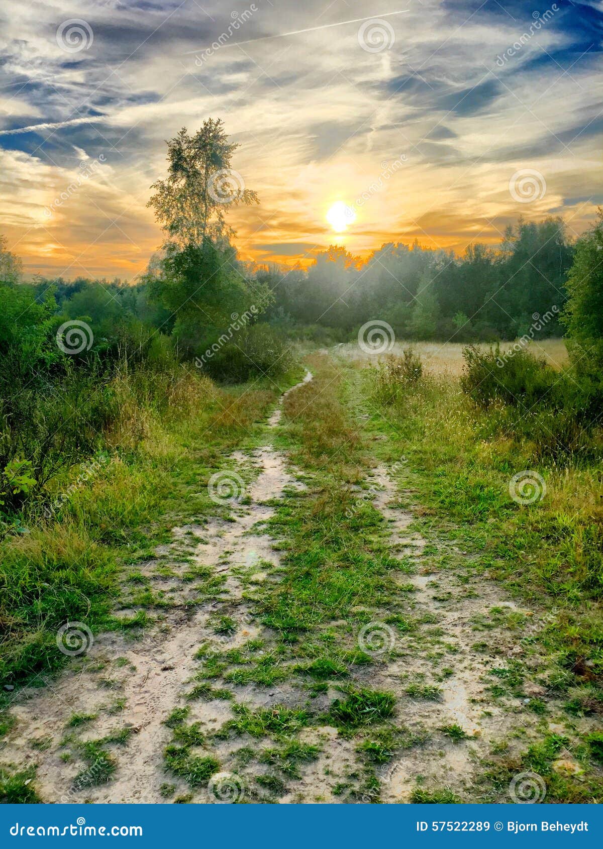 Beautifull Sunset Over a Forest Stock Image - Image of meadow, green ...