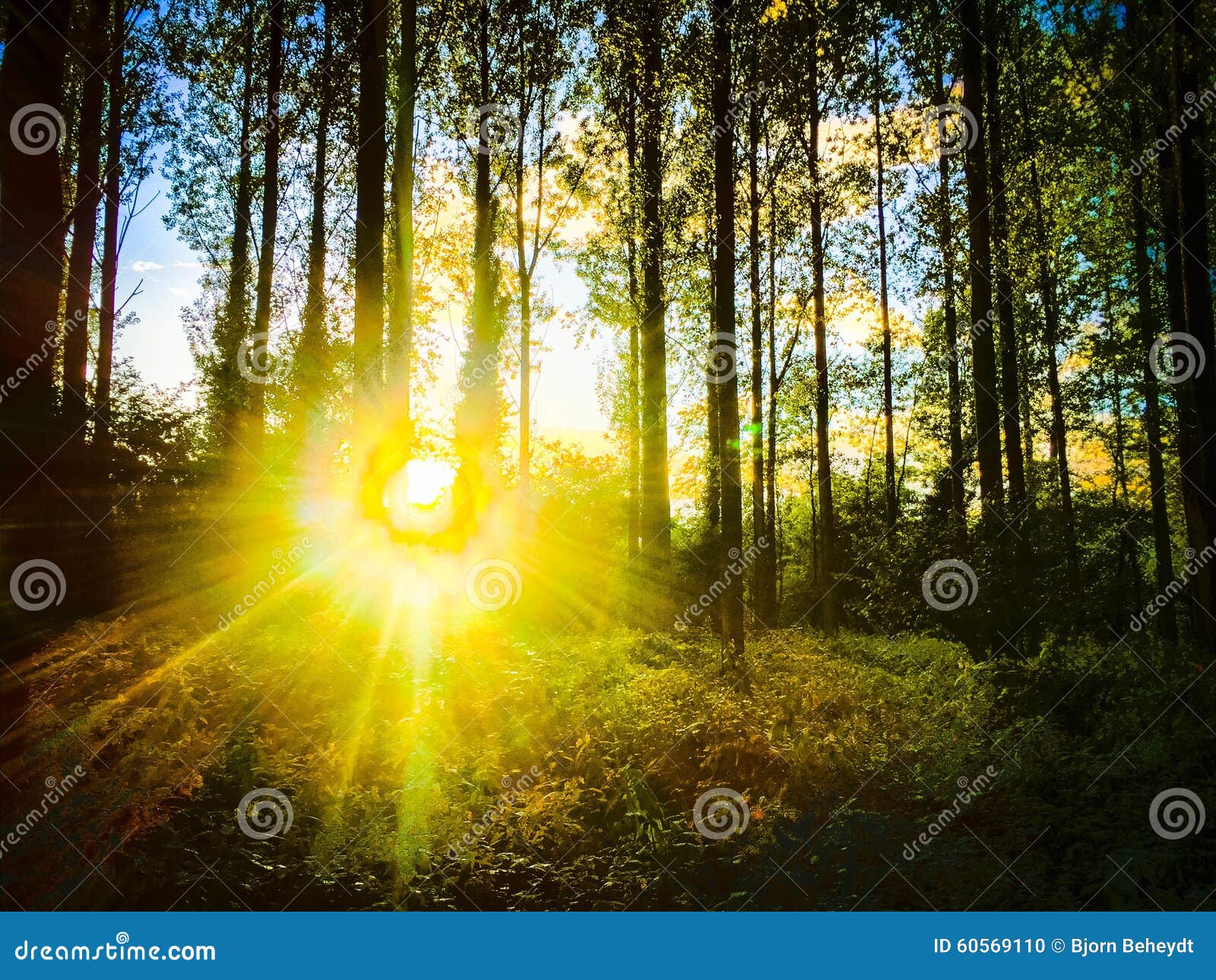 Beautifull Sunset Over a Forest Stock Photo - Image of orange, dramatic ...