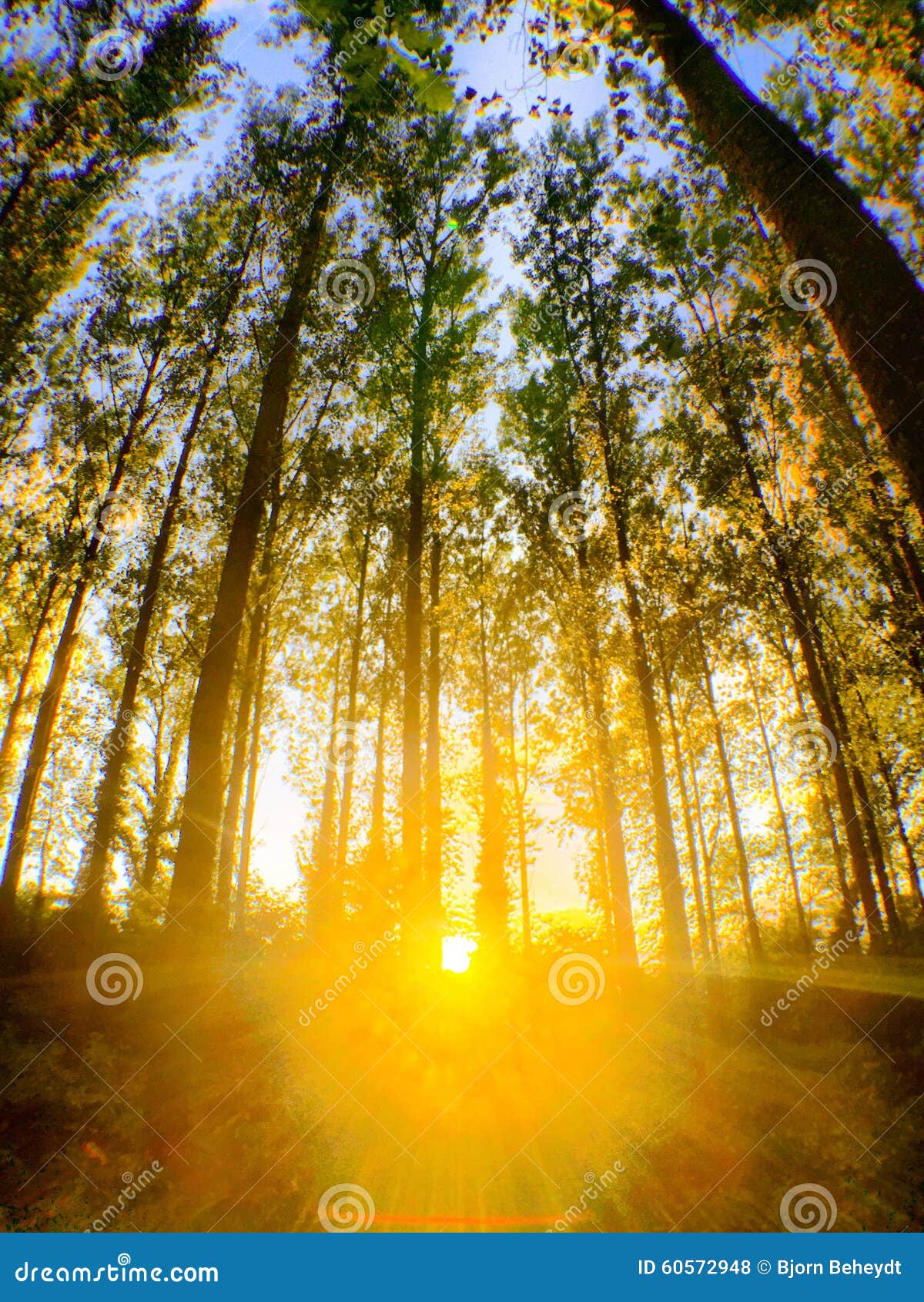 Beautifull Sunset Over a Forest Stock Photo - Image of grey, colorful ...